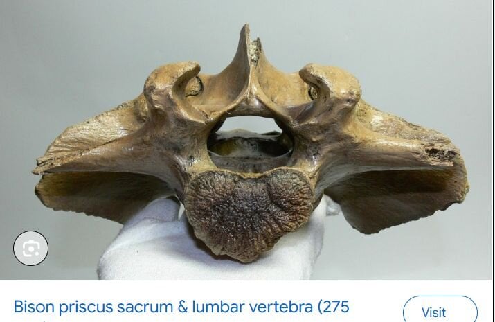 Premolar and Vertebra - Fossil ID - The Fossil Forum