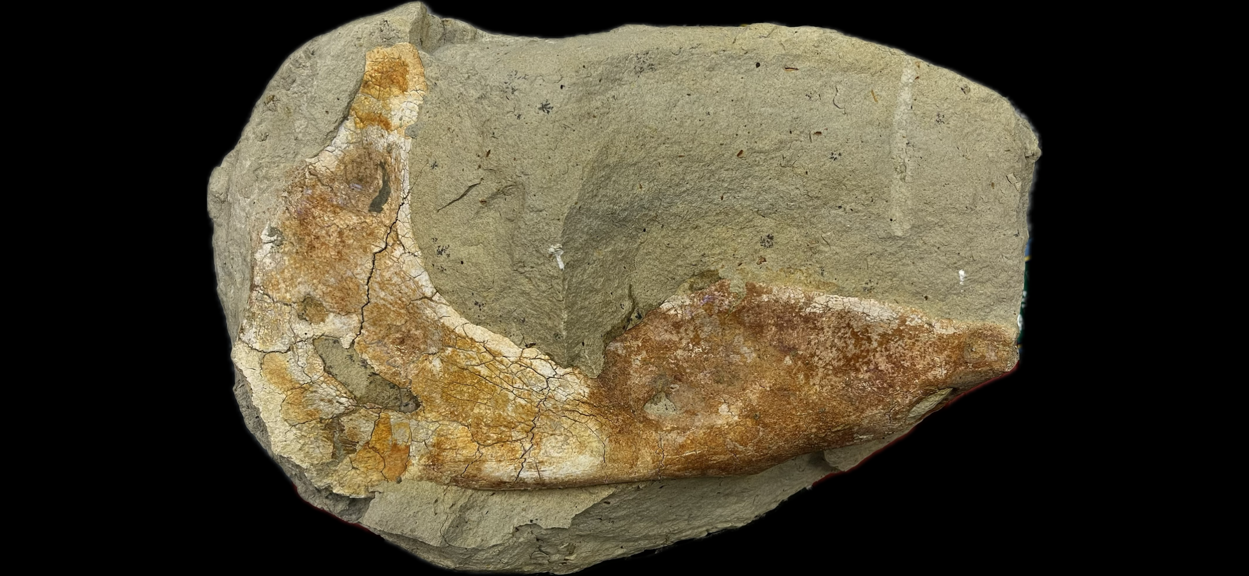 Show us your Desmostylus fossils - Member Collections - The Fossil Forum