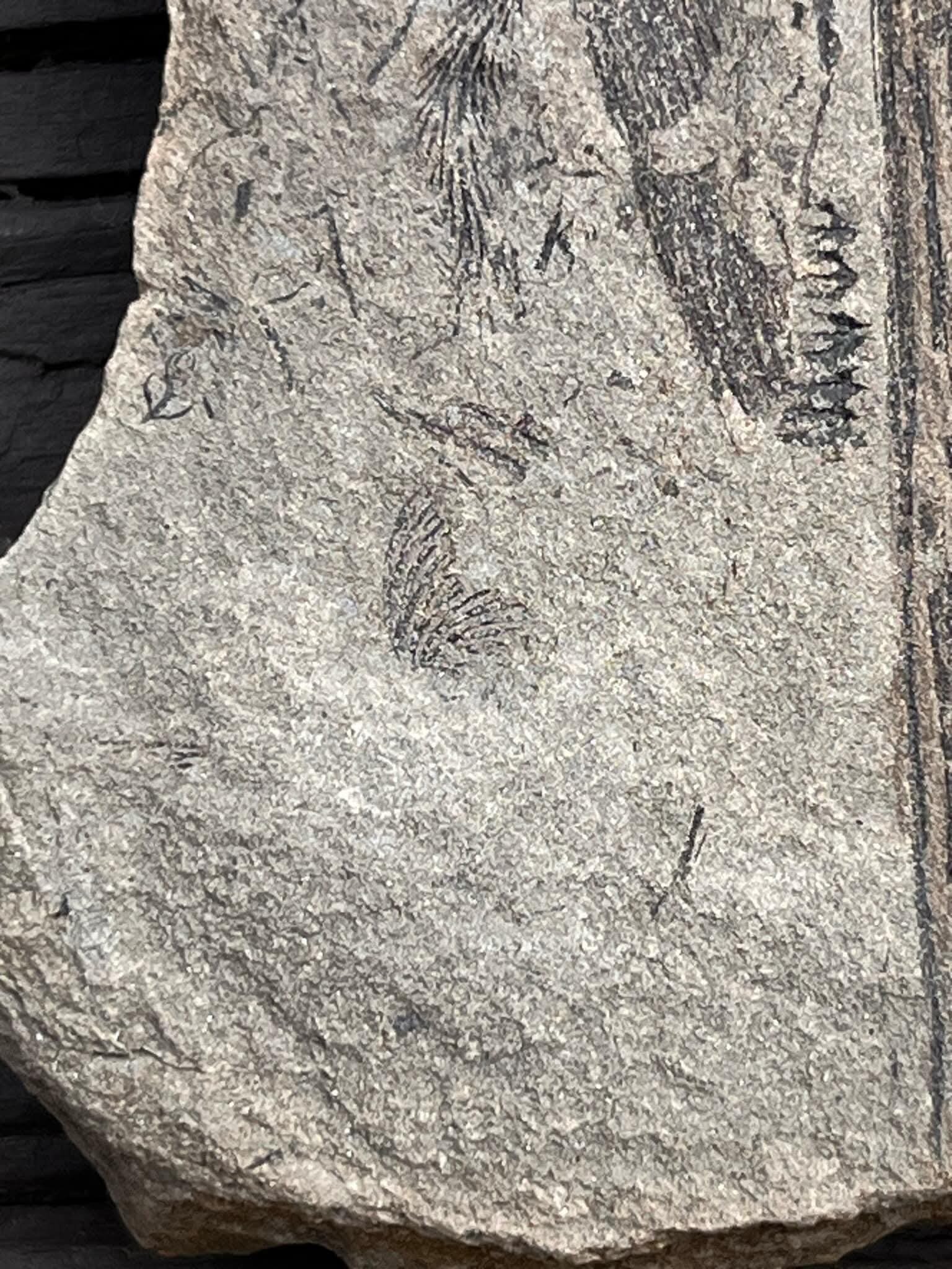 Carboniferous bug wings - Fossil ID - The Fossil Forum