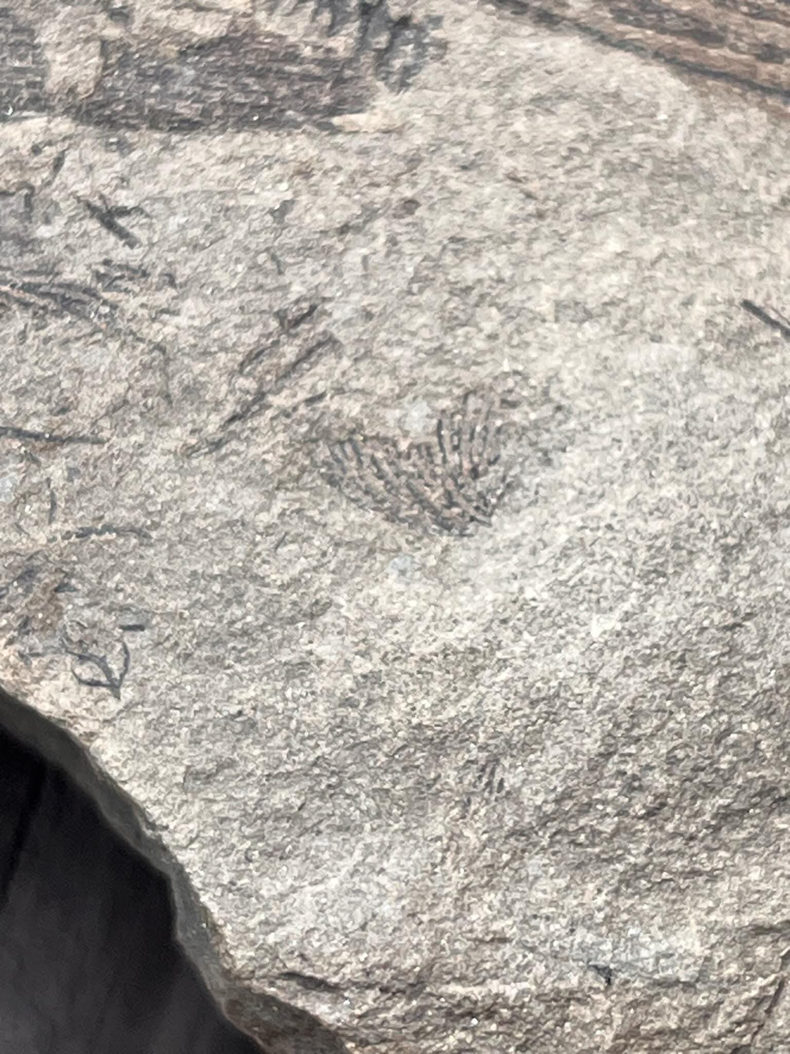 Carboniferous bug wings - Fossil ID - The Fossil Forum