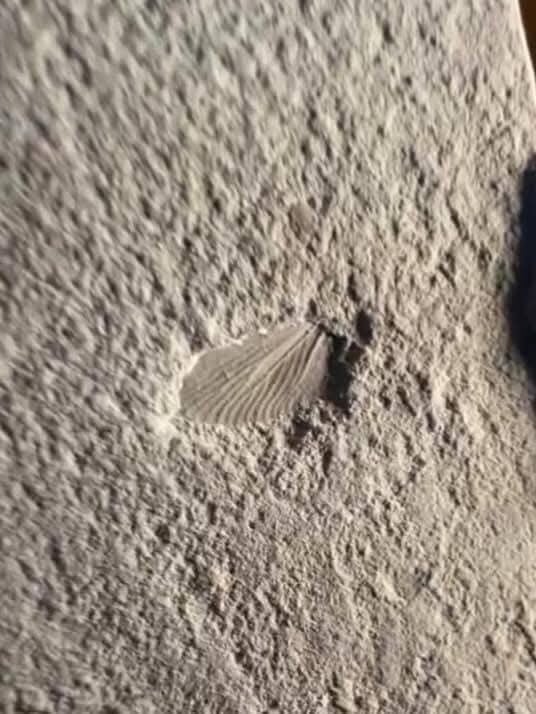 Carboniferous bug wings - Fossil ID - The Fossil Forum