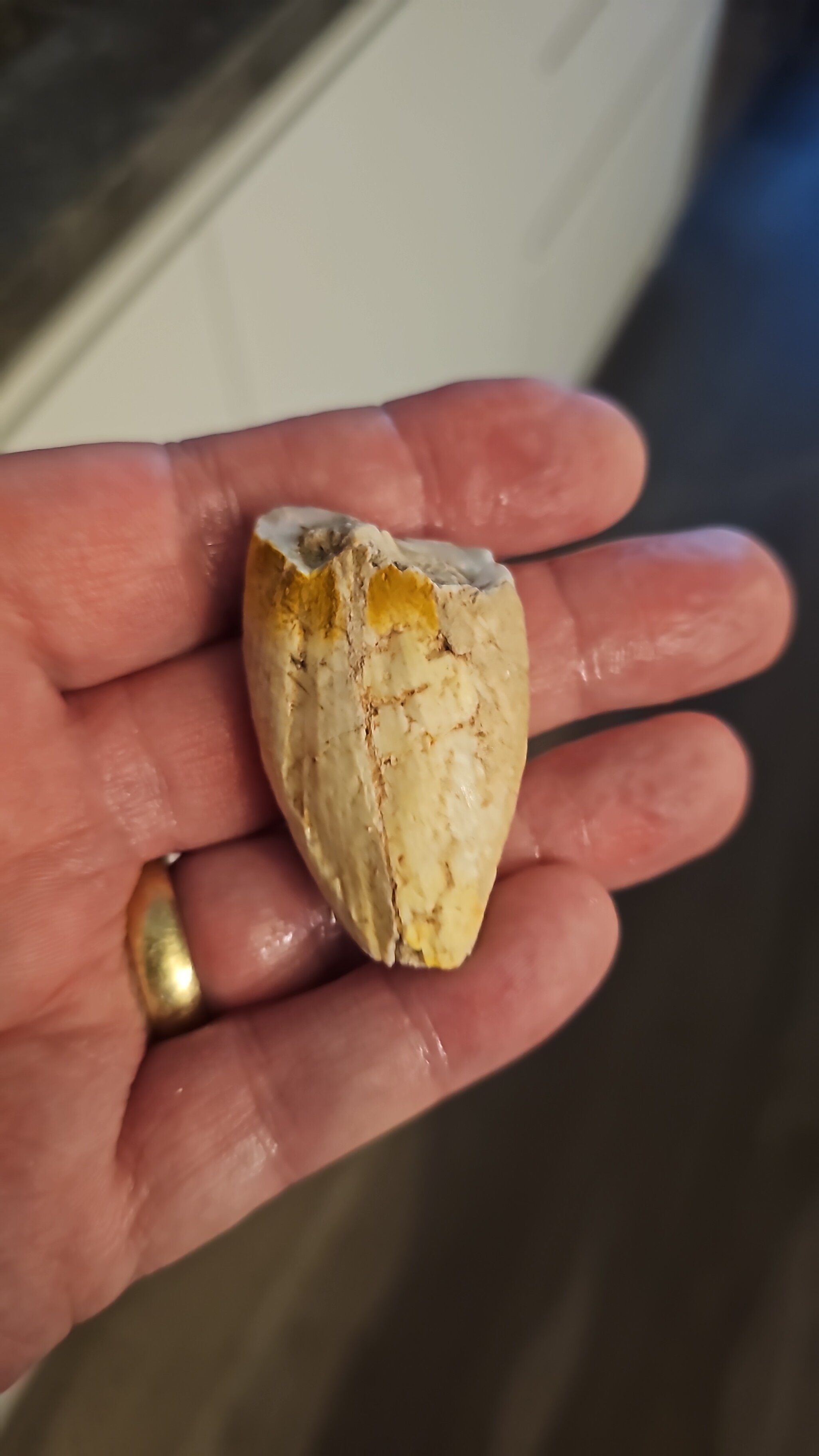 Opalised Tooth? - Fossil ID - The Fossil Forum
