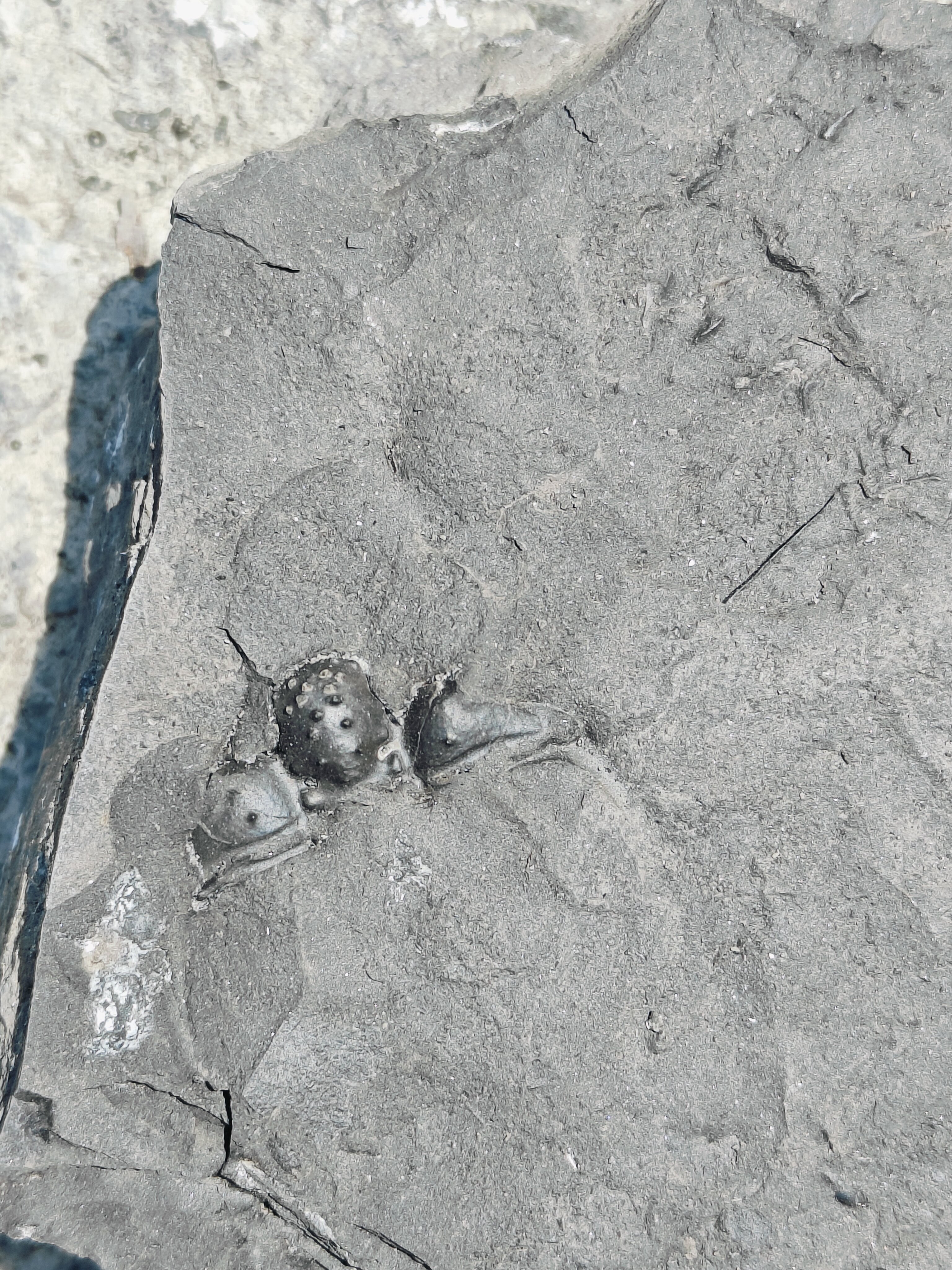 Found in Ottawa Ontario - Fossil ID - The Fossil Forum