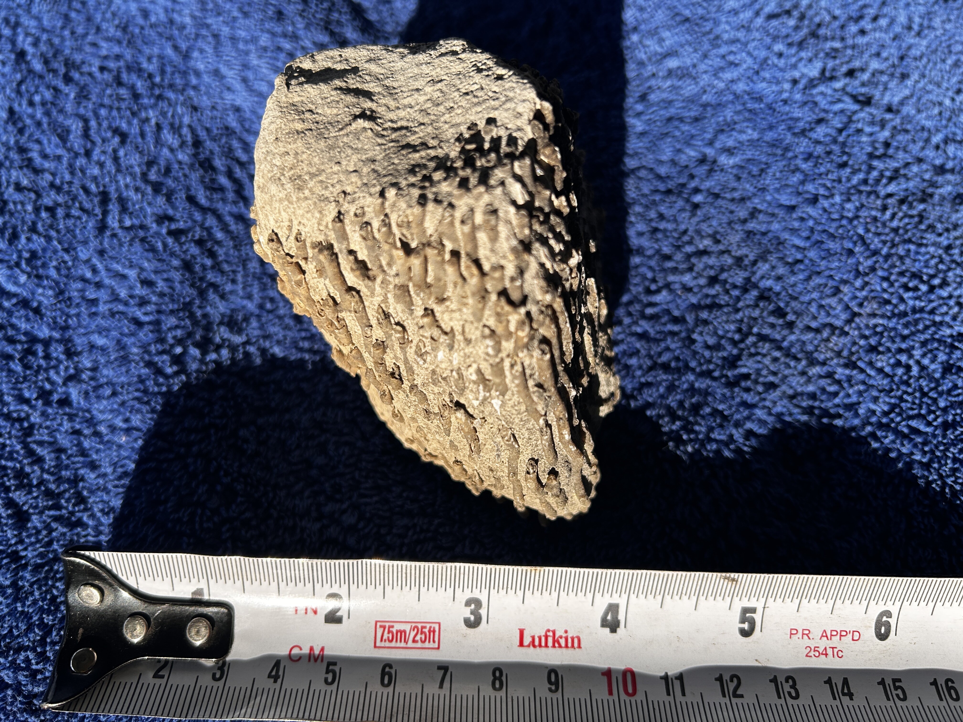 Question about possible fossils from Alberta - Fossil ID - The Fossil Forum