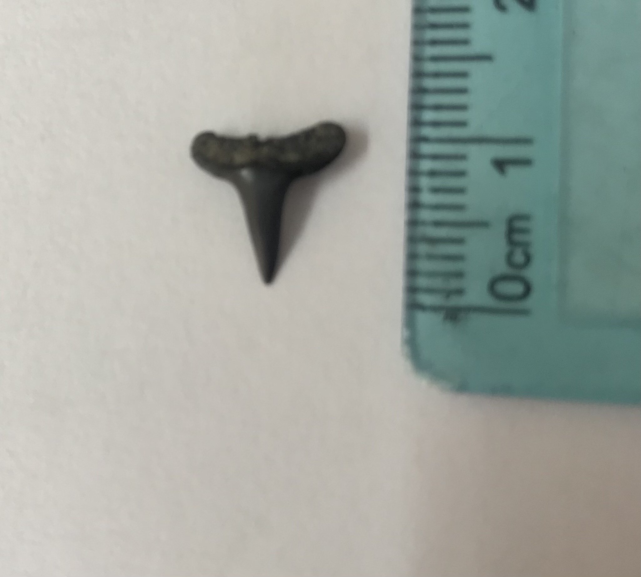 Tiny shark tooth - Fossil ID - The Fossil Forum