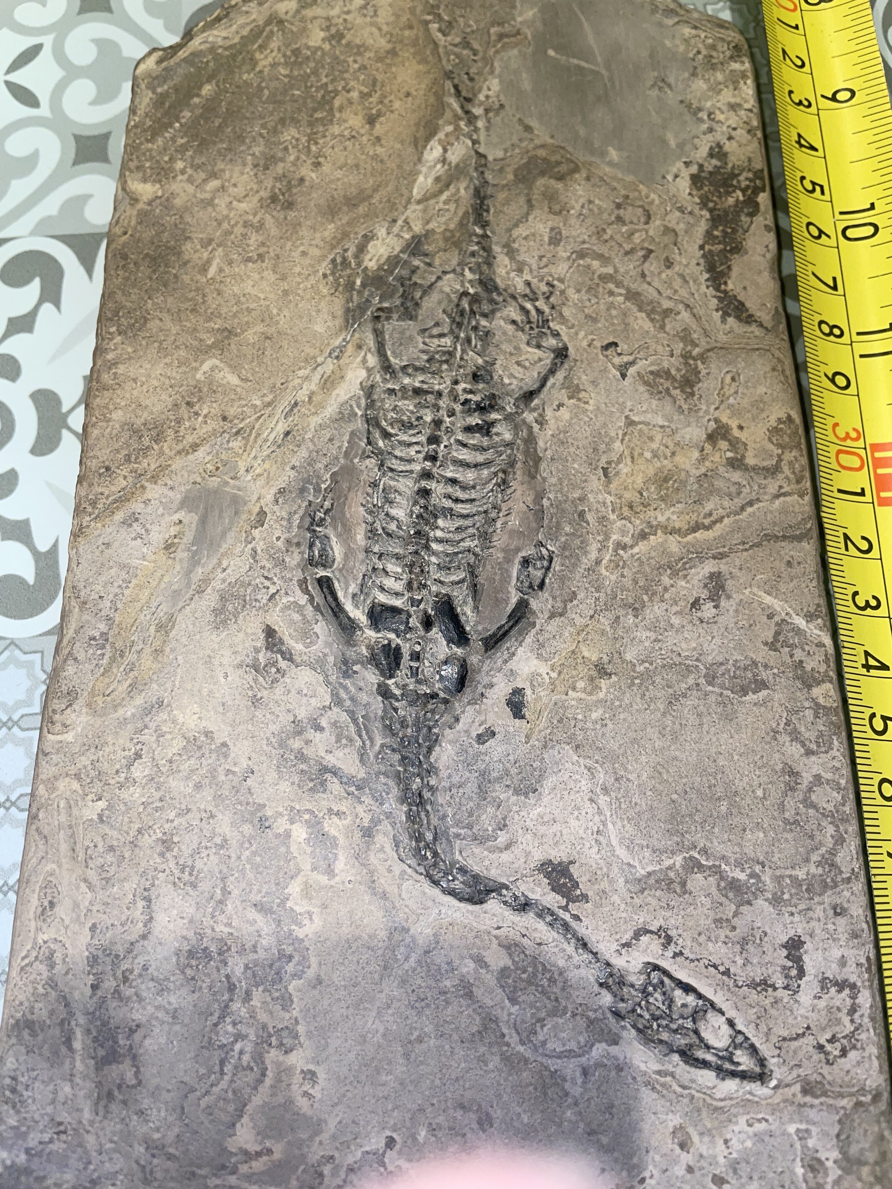 Keichousaurus - Member Collections - The Fossil Forum