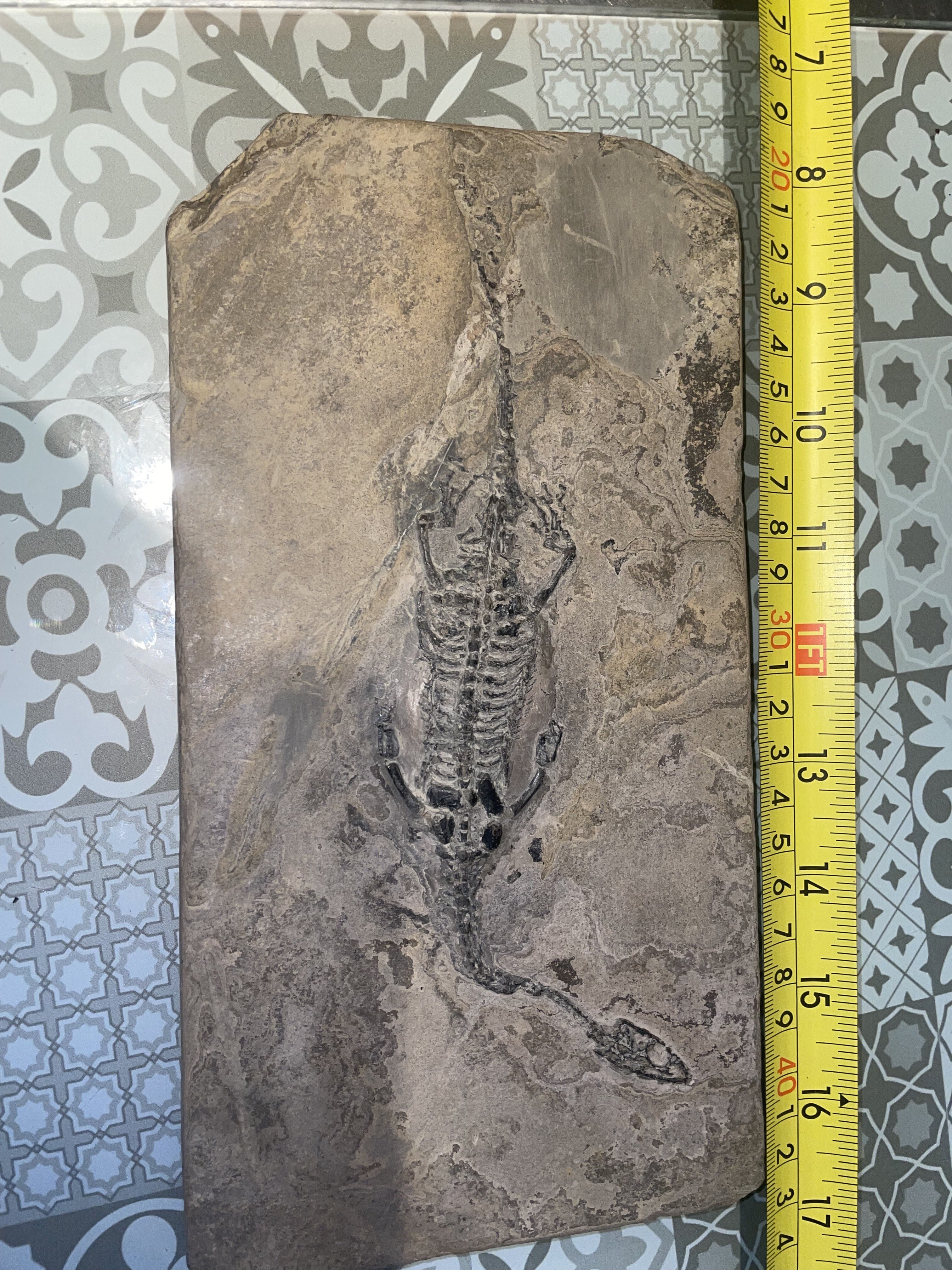 Keichousaurus - Member Collections - The Fossil Forum