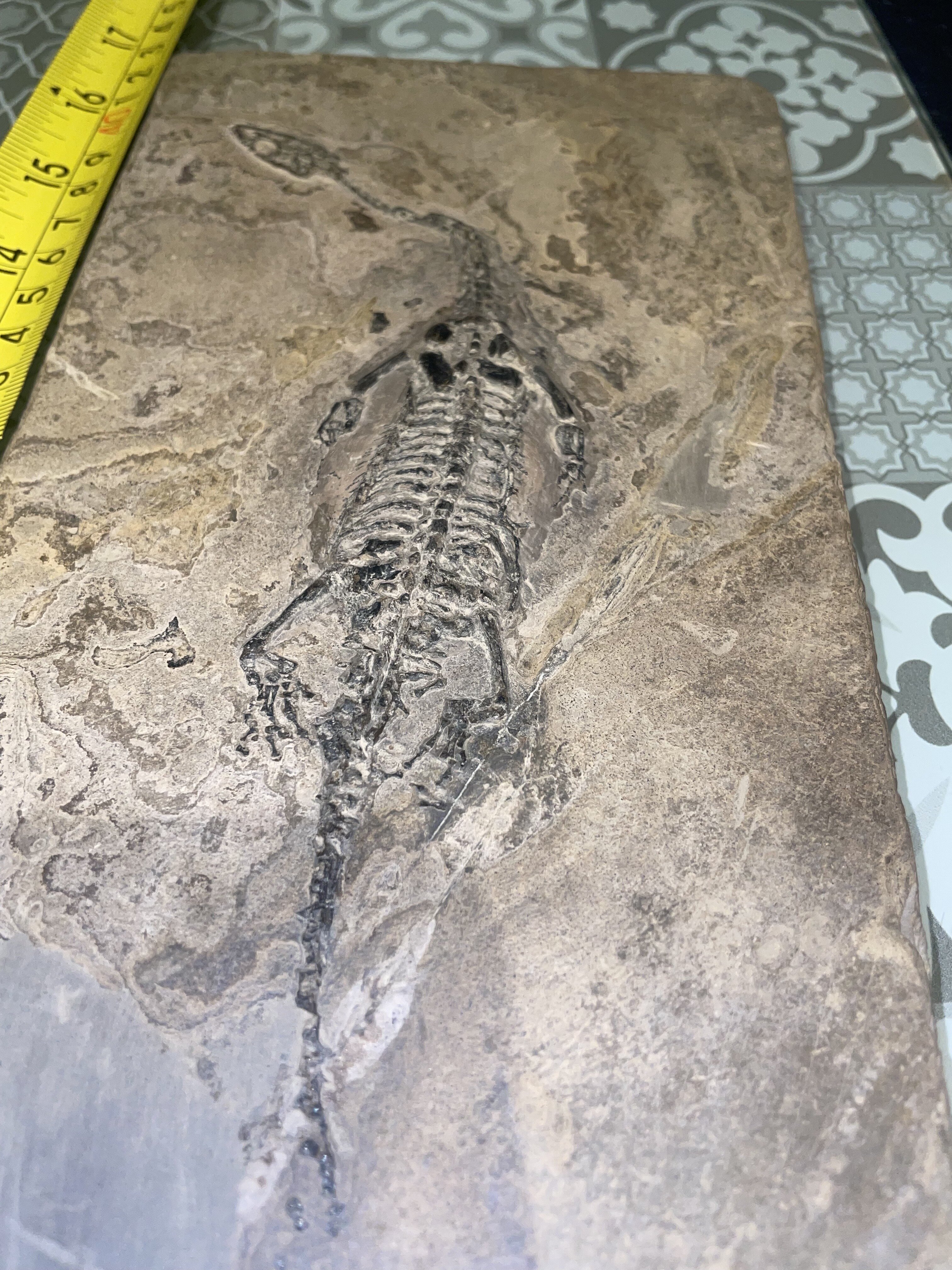 Keichousaurus - Member Collections - The Fossil Forum