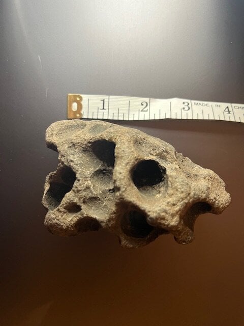 Alligator maxilla? - Fossil ID - The Fossil Forum