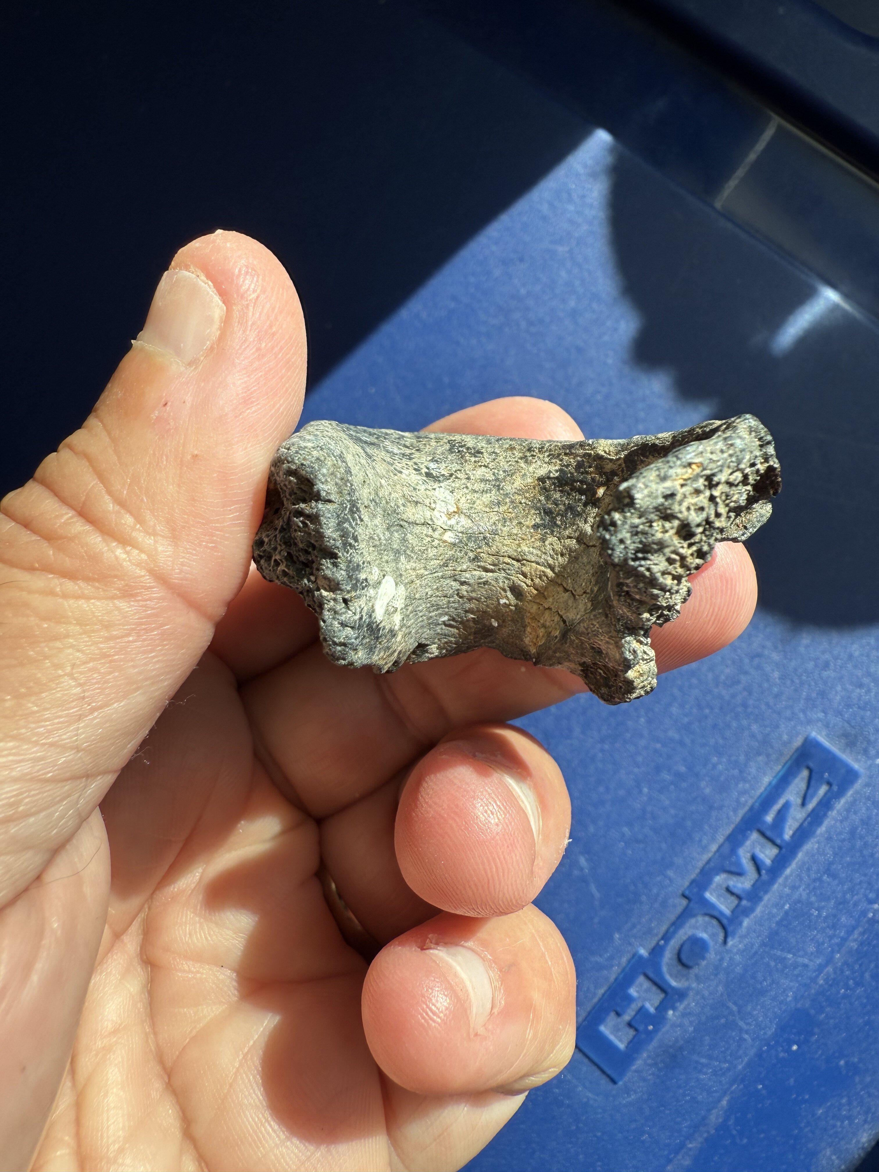 Socket bone? Experts help needed - Fossil ID - The Fossil Forum