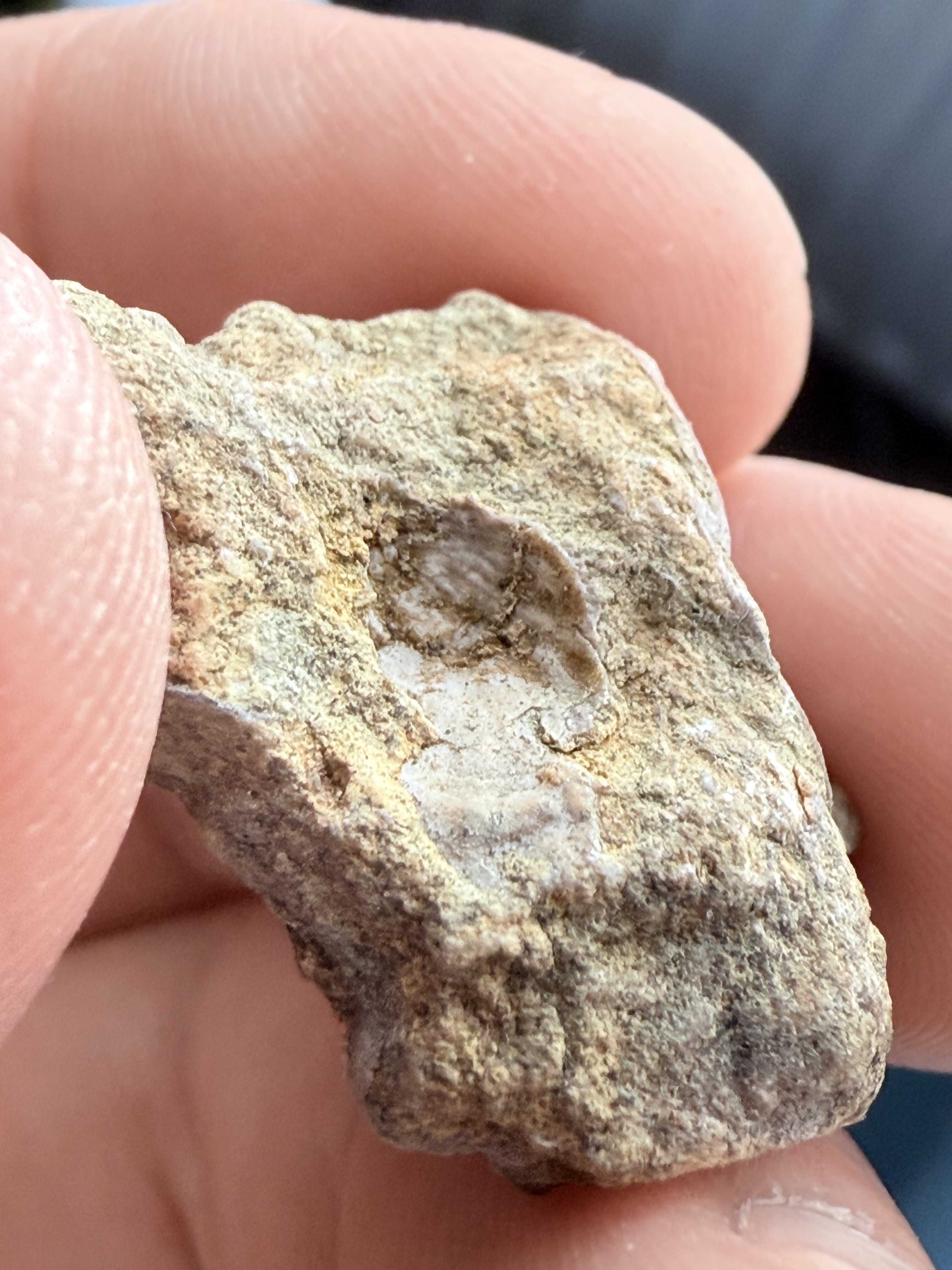 Found this amongst some decorative chipping, what is it? - Fossil ID ...