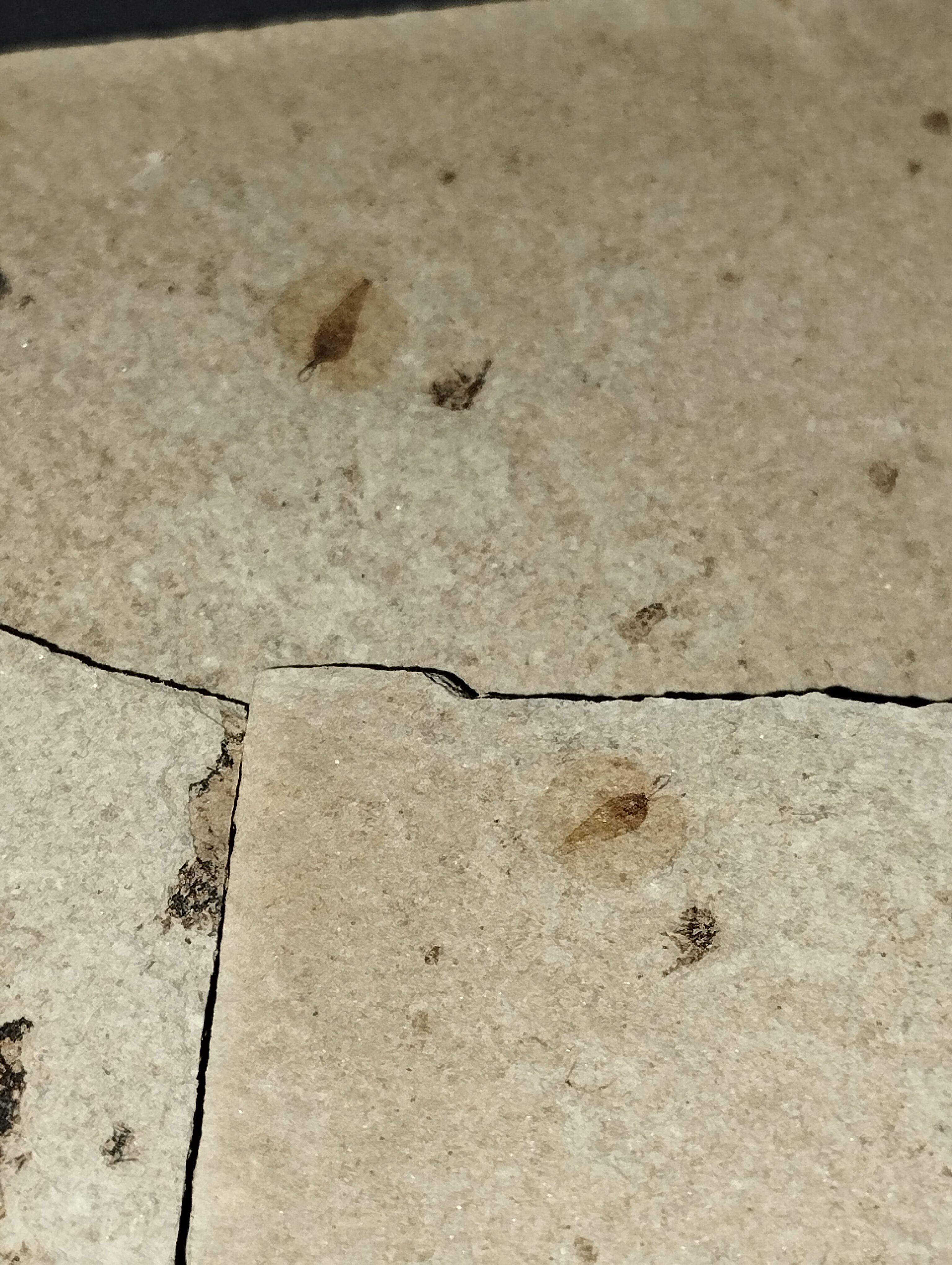Birch seed? - Fossil ID - The Fossil Forum