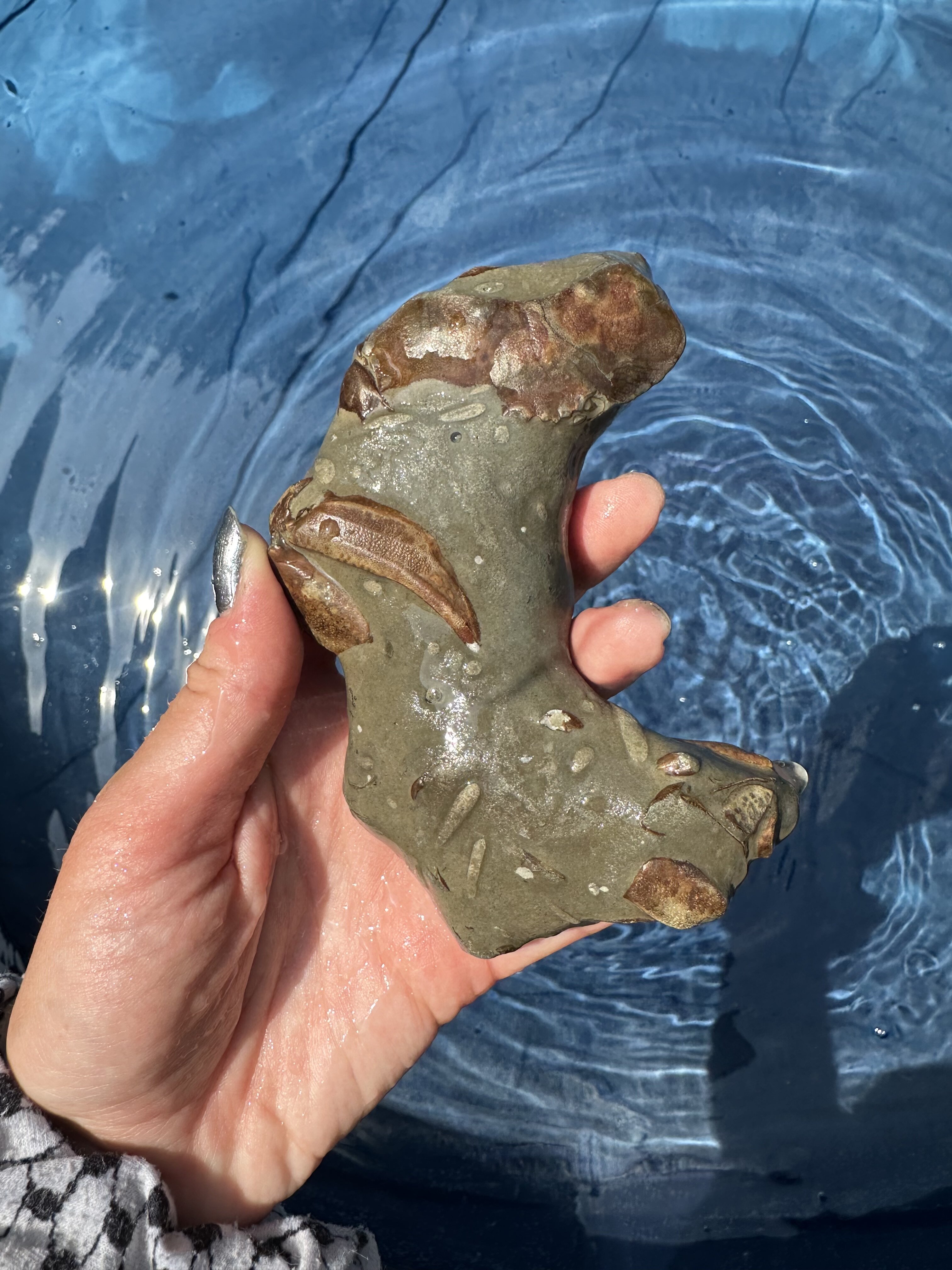 Fossils found on Md beaches - Fossil ID - The Fossil Forum
