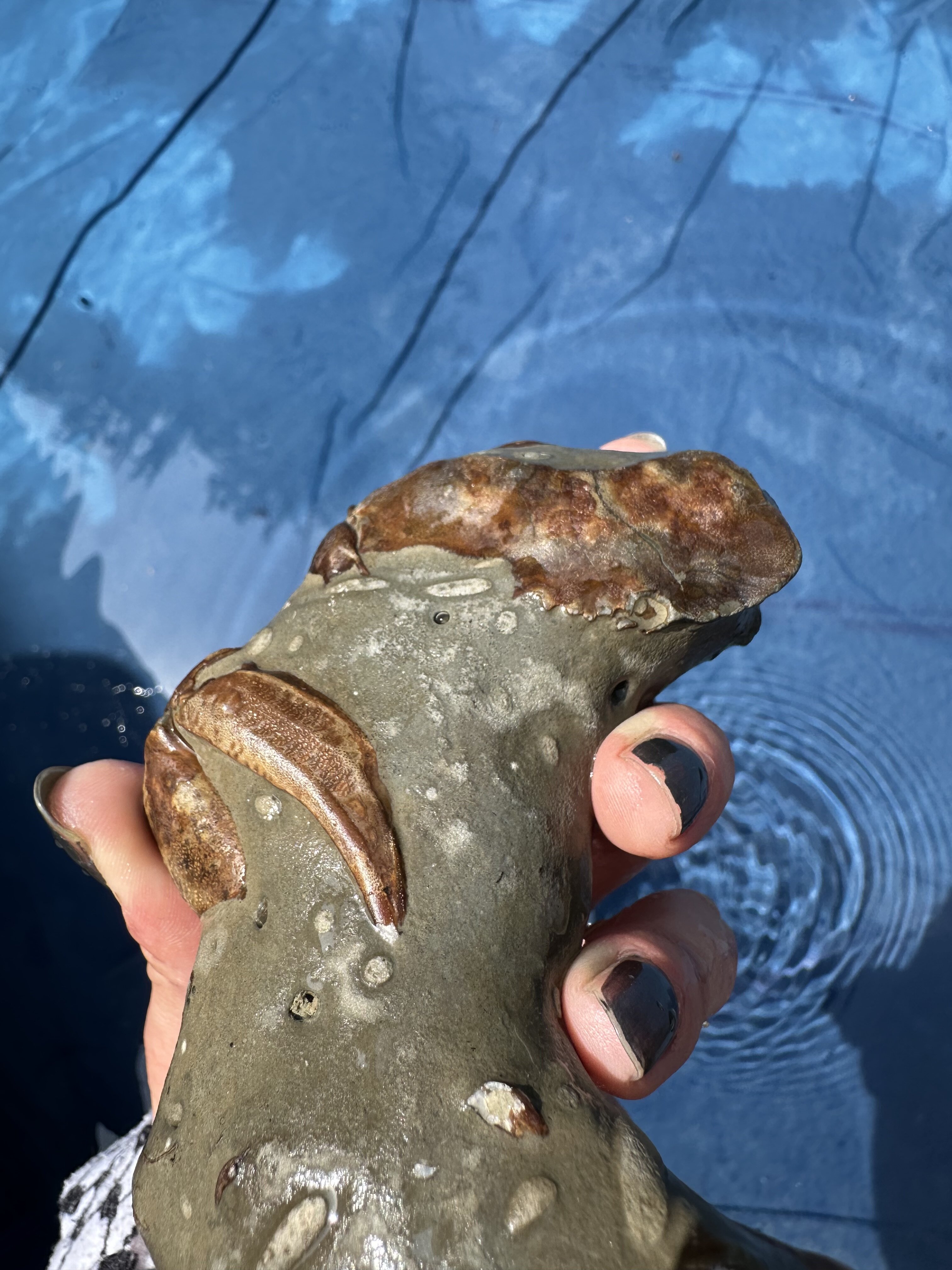 Fossils found on Md beaches - Fossil ID - The Fossil Forum