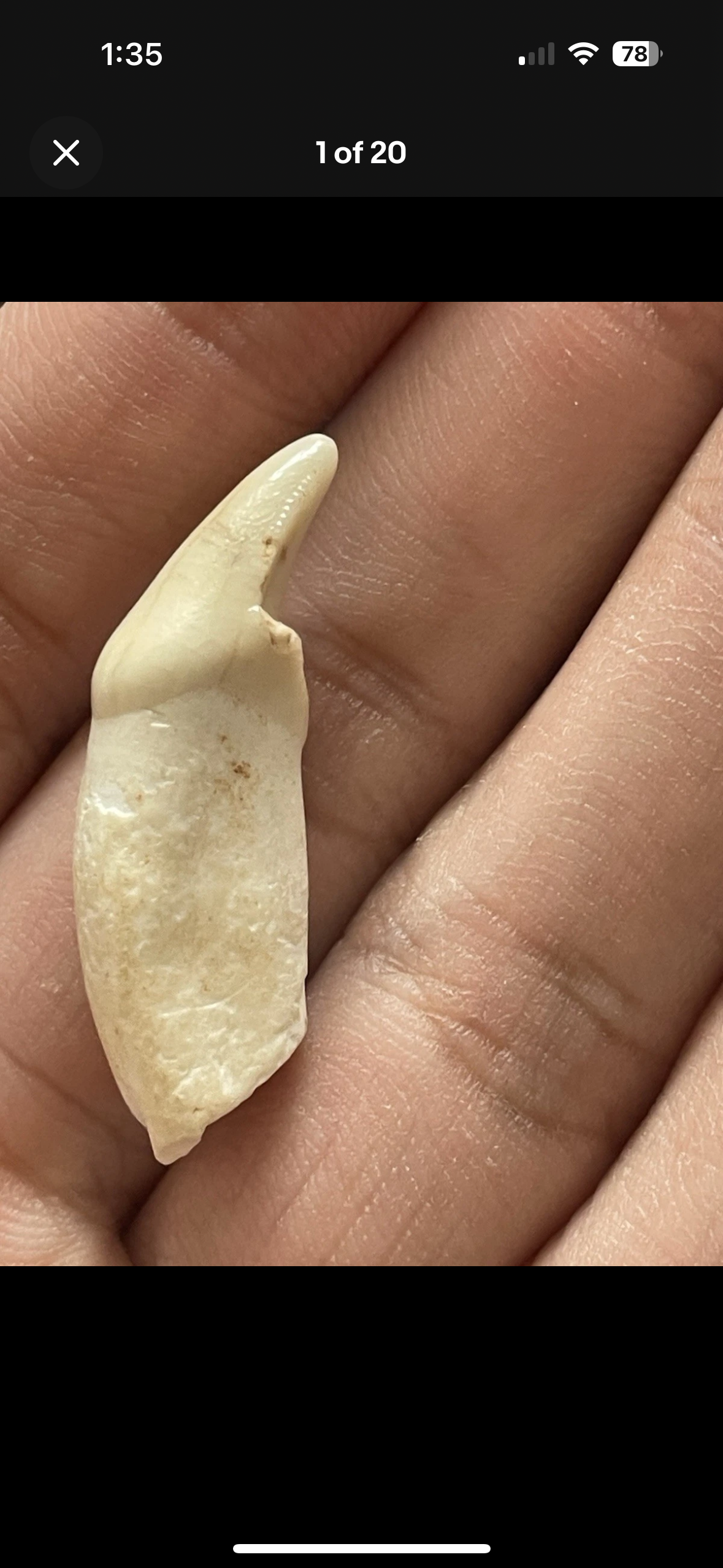 Smilodon teeth? - Fossil ID - The Fossil Forum