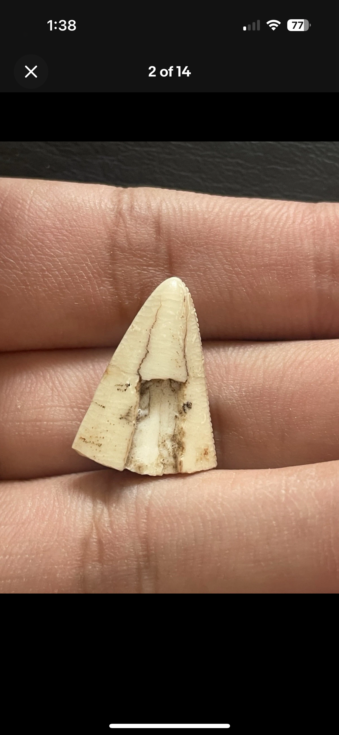 Smilodon teeth? - Fossil ID - The Fossil Forum
