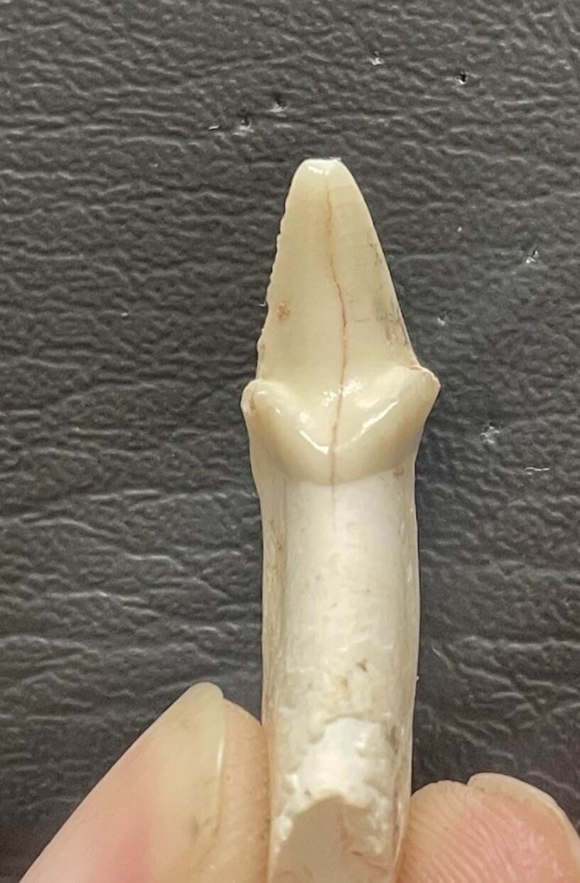 Smilodon teeth? - Fossil ID - The Fossil Forum