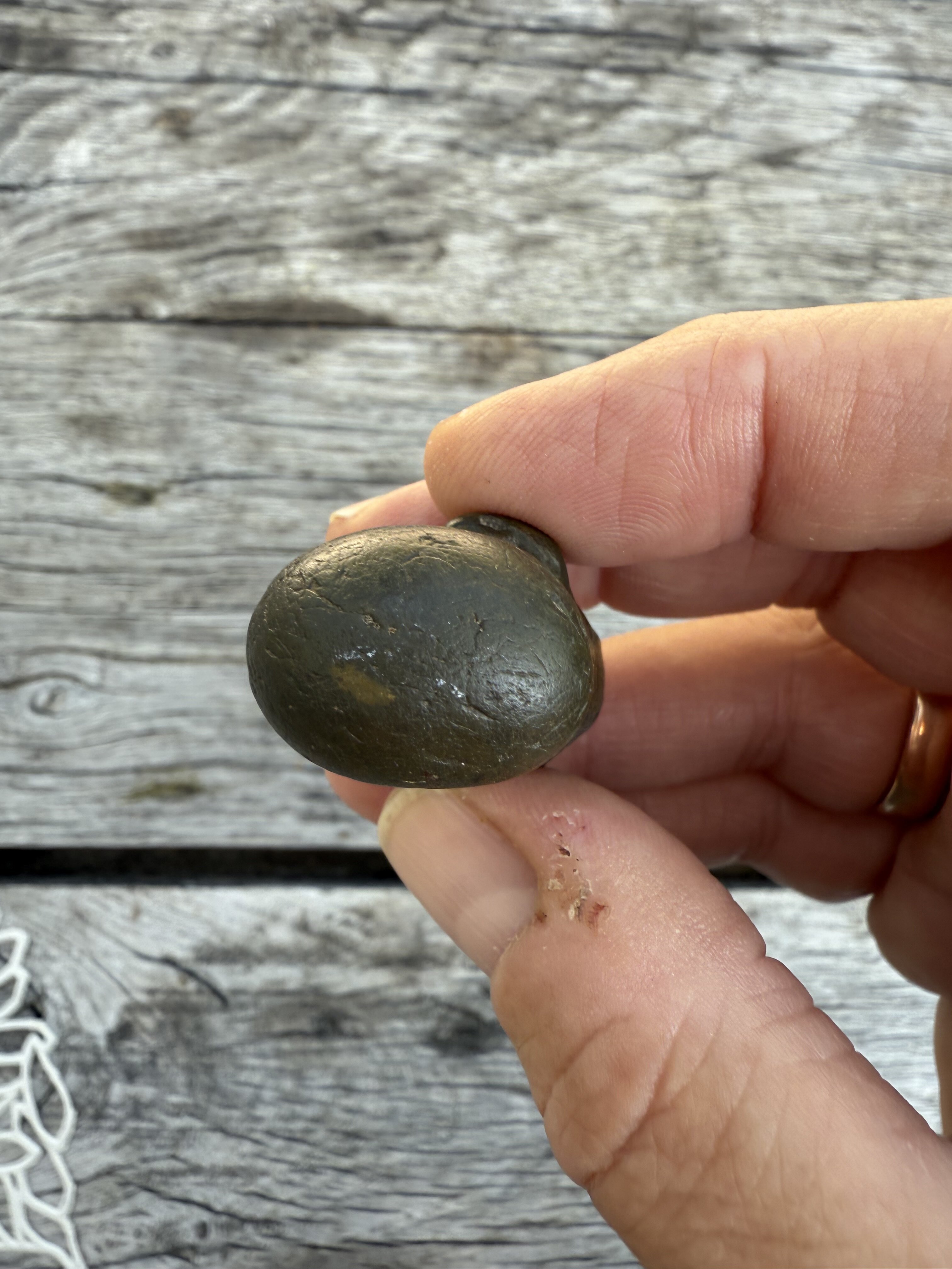 Proboscidea? - Fossil ID - The Fossil Forum