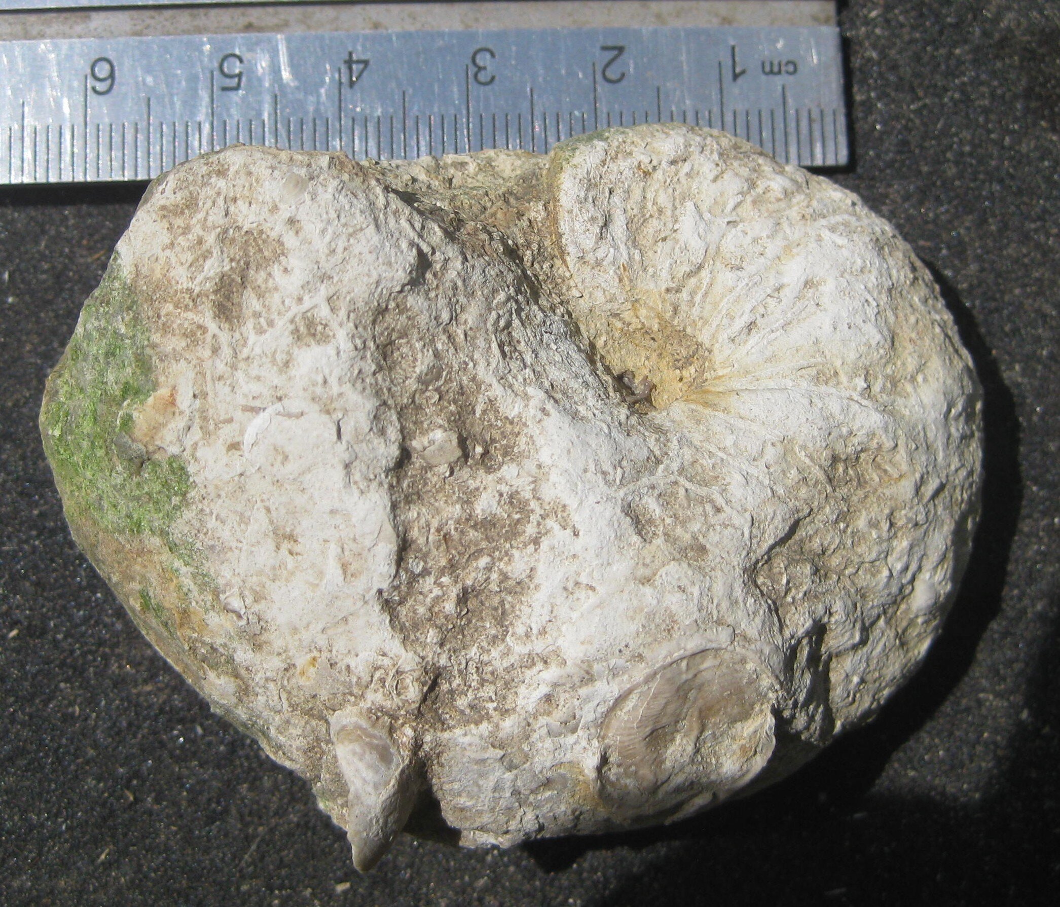Coiled shell - Fossil ID - The Fossil Forum