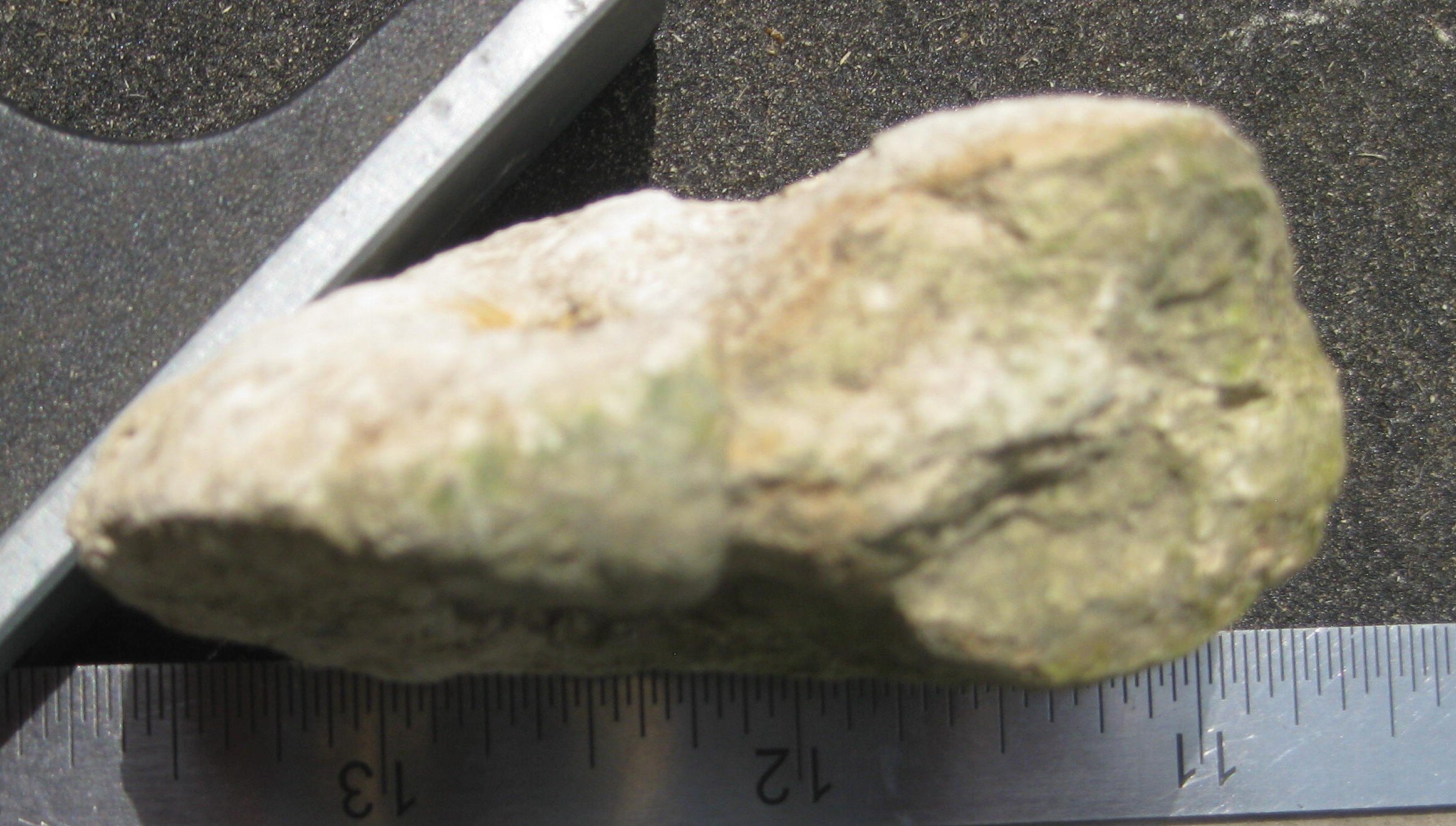 Coiled shell - Fossil ID - The Fossil Forum