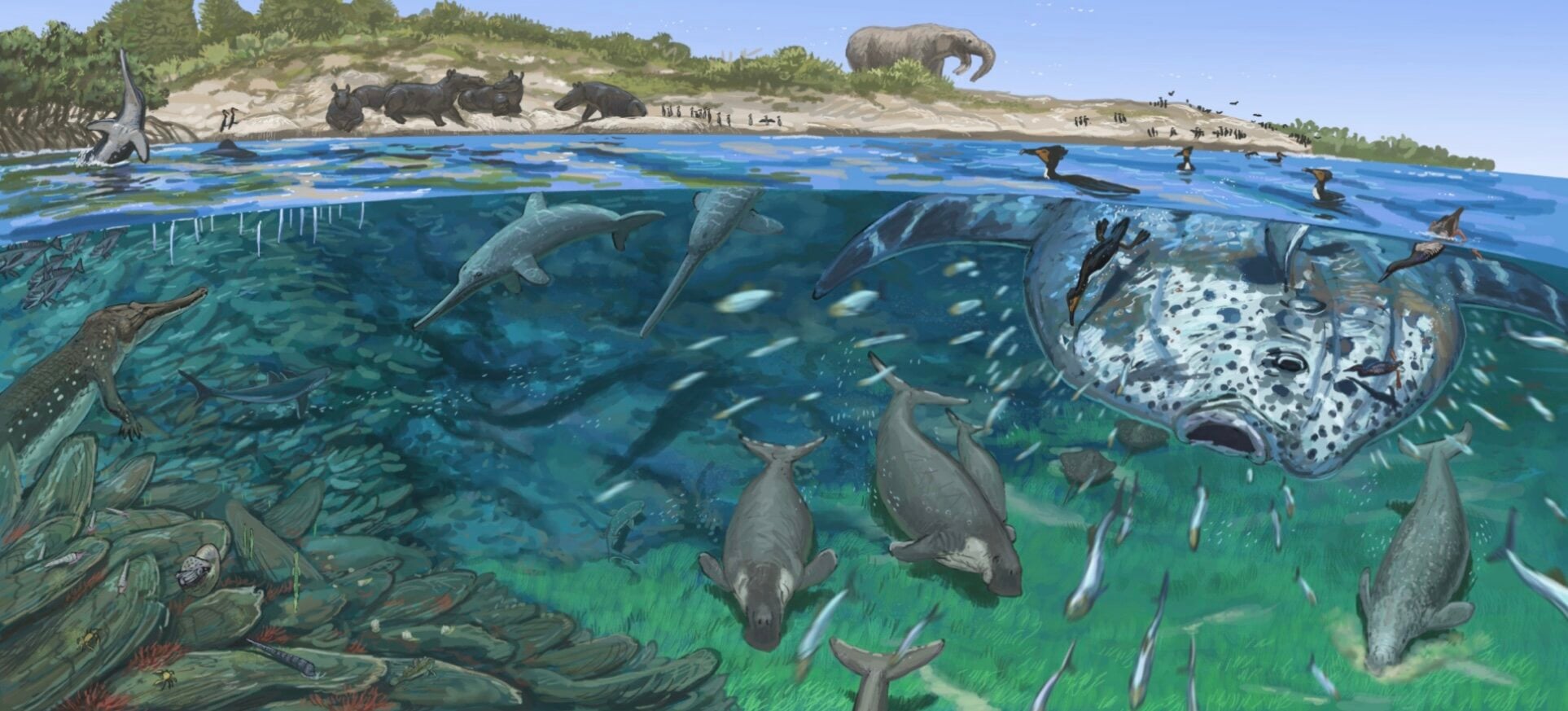 Freshwater-Brackish Marine Mammal diversity at the Paratethys Sea ...