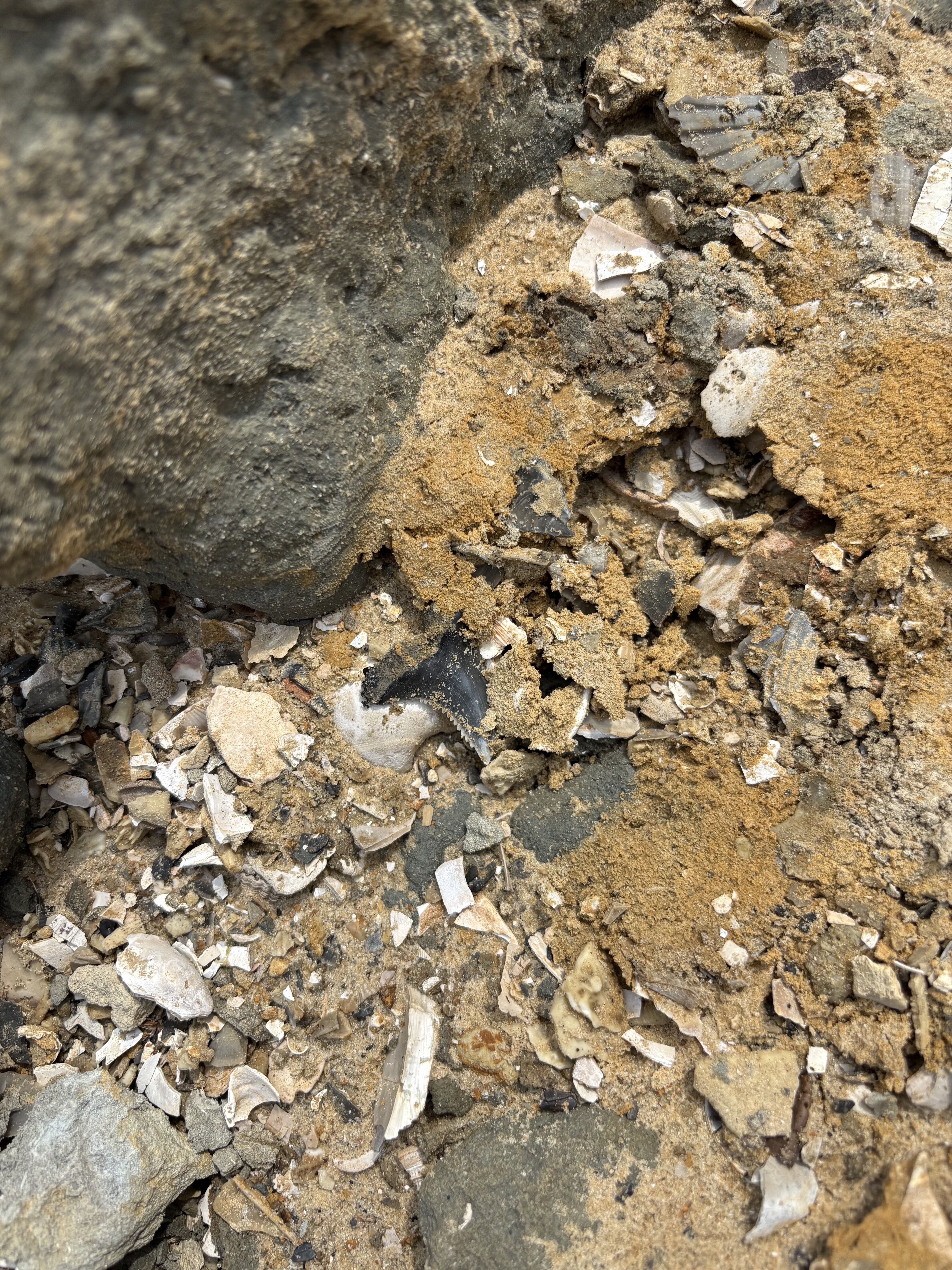 Matoaka Cabins Report - Finally Something Good! - Fossil Hunting Trips ...