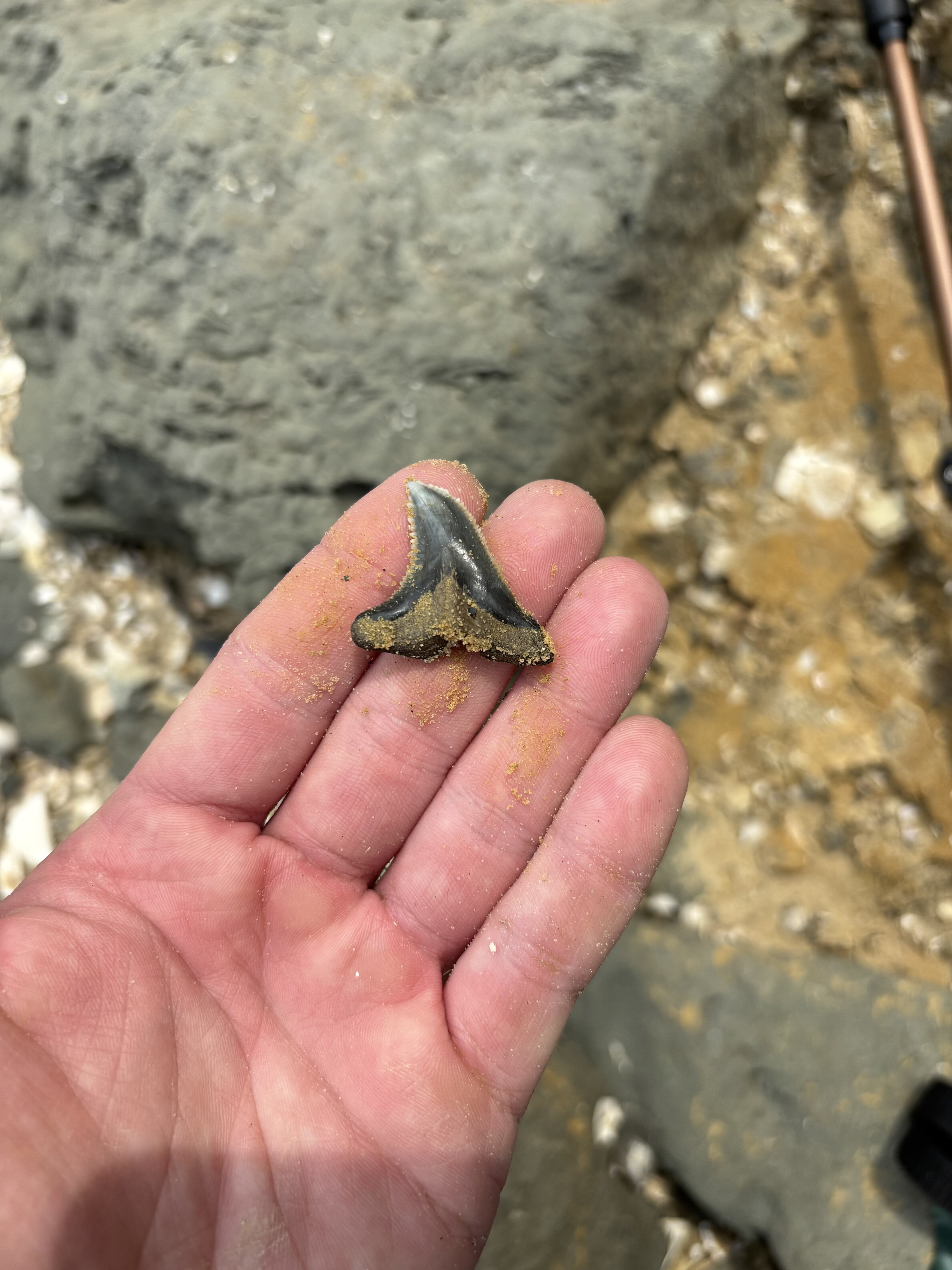 Matoaka Cabins Report - Finally Something Good! - Fossil Hunting Trips ...