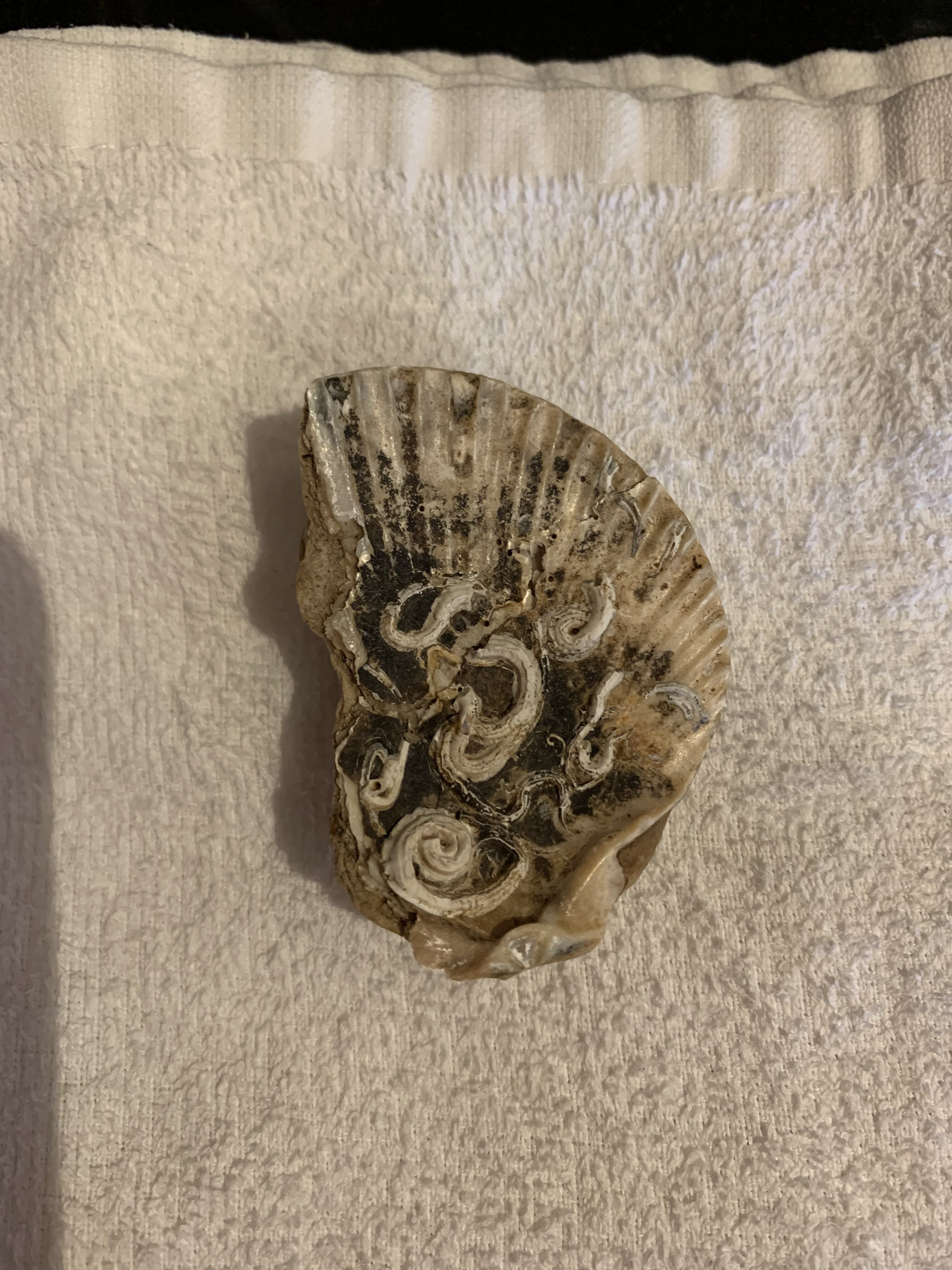 Help with identification - Fossil ID - The Fossil Forum