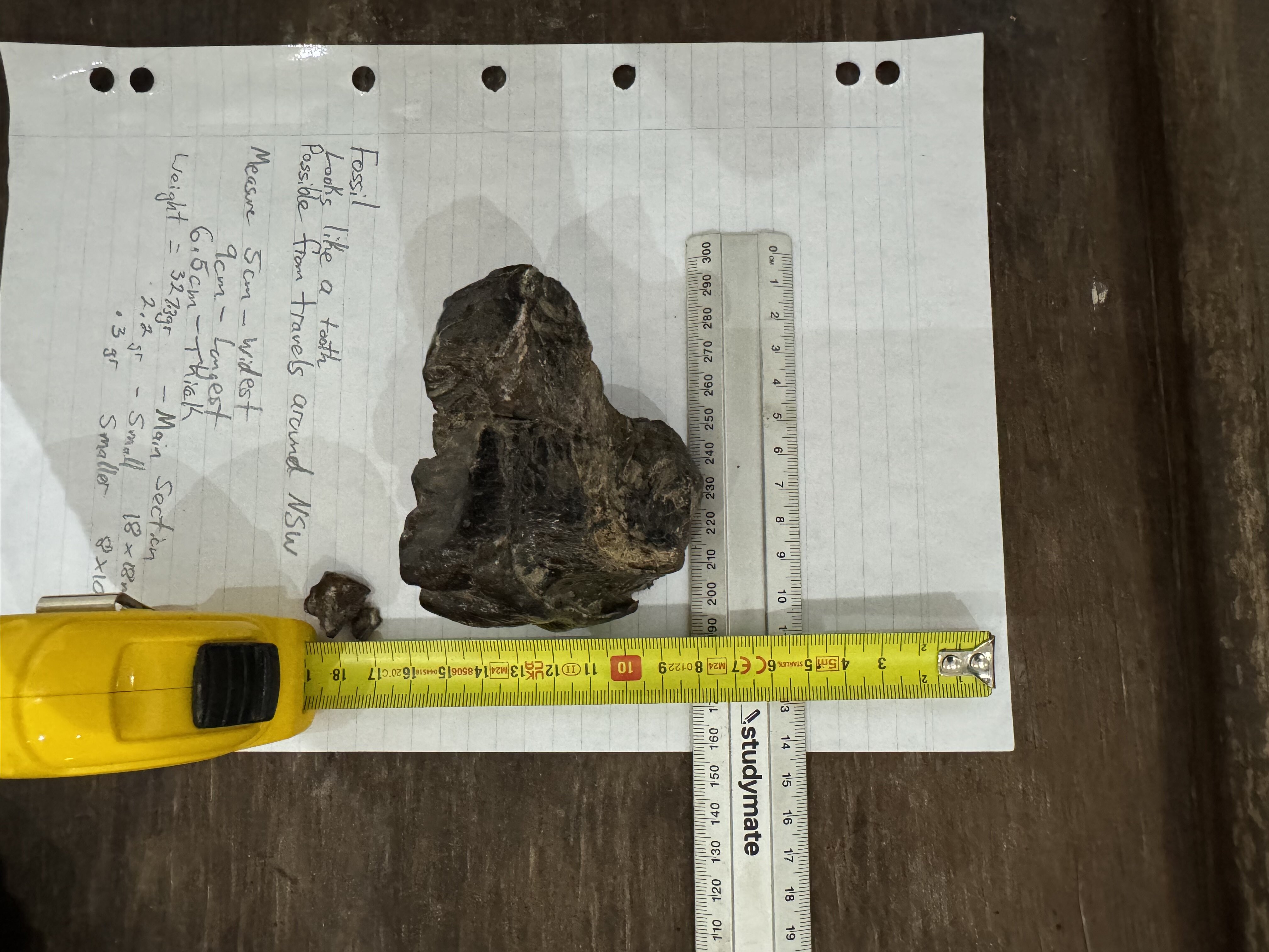 Possible tooth from NSW Australia - Fossil ID - The Fossil Forum