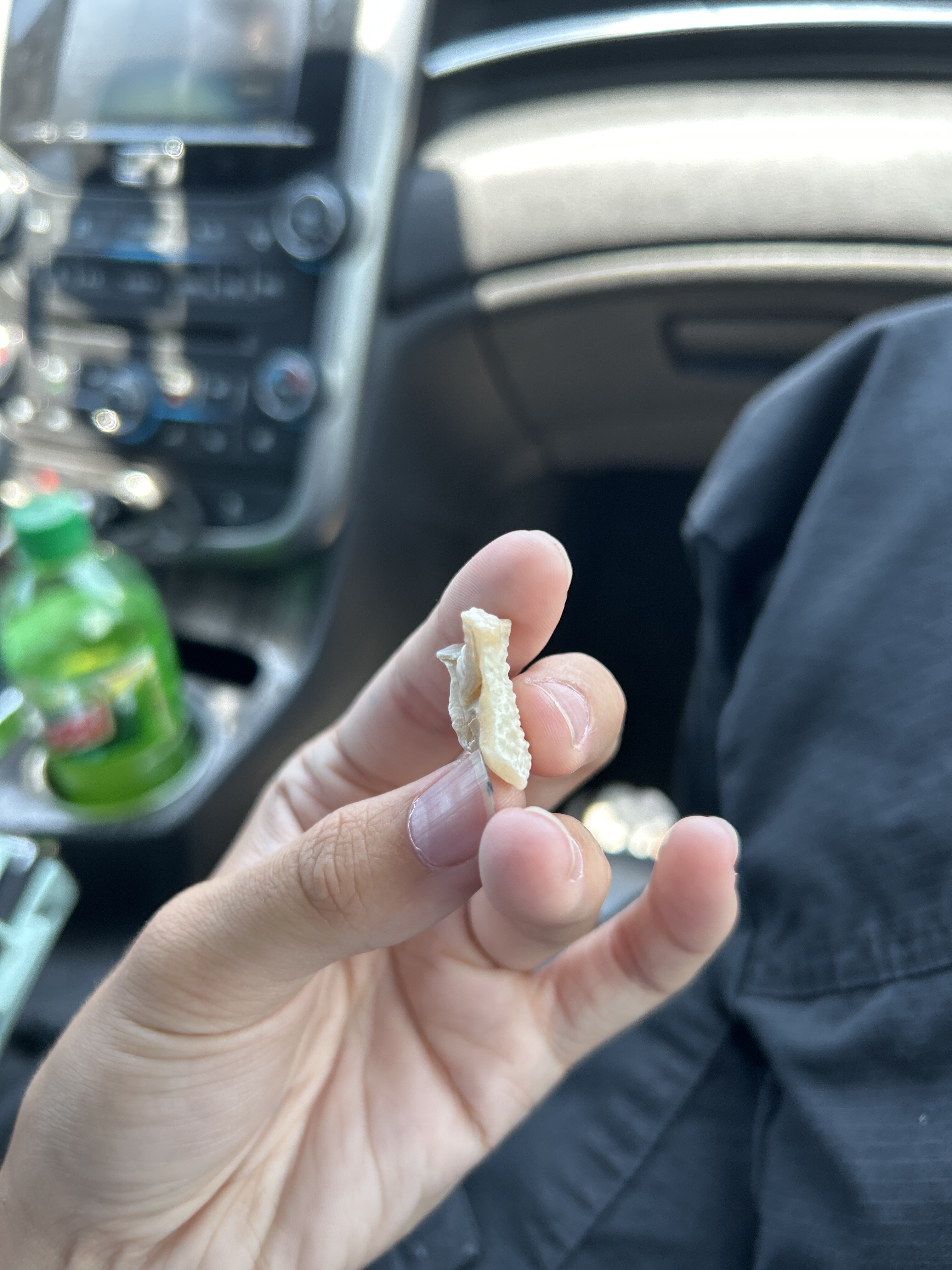 Possible Tooth Root Fragment or a type of shark root? Ship Island, MS ...