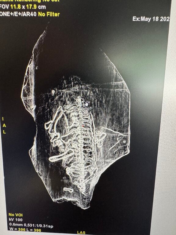 CAT Scan of skeletal elements of a Keichousaurus specimen - Digital ...