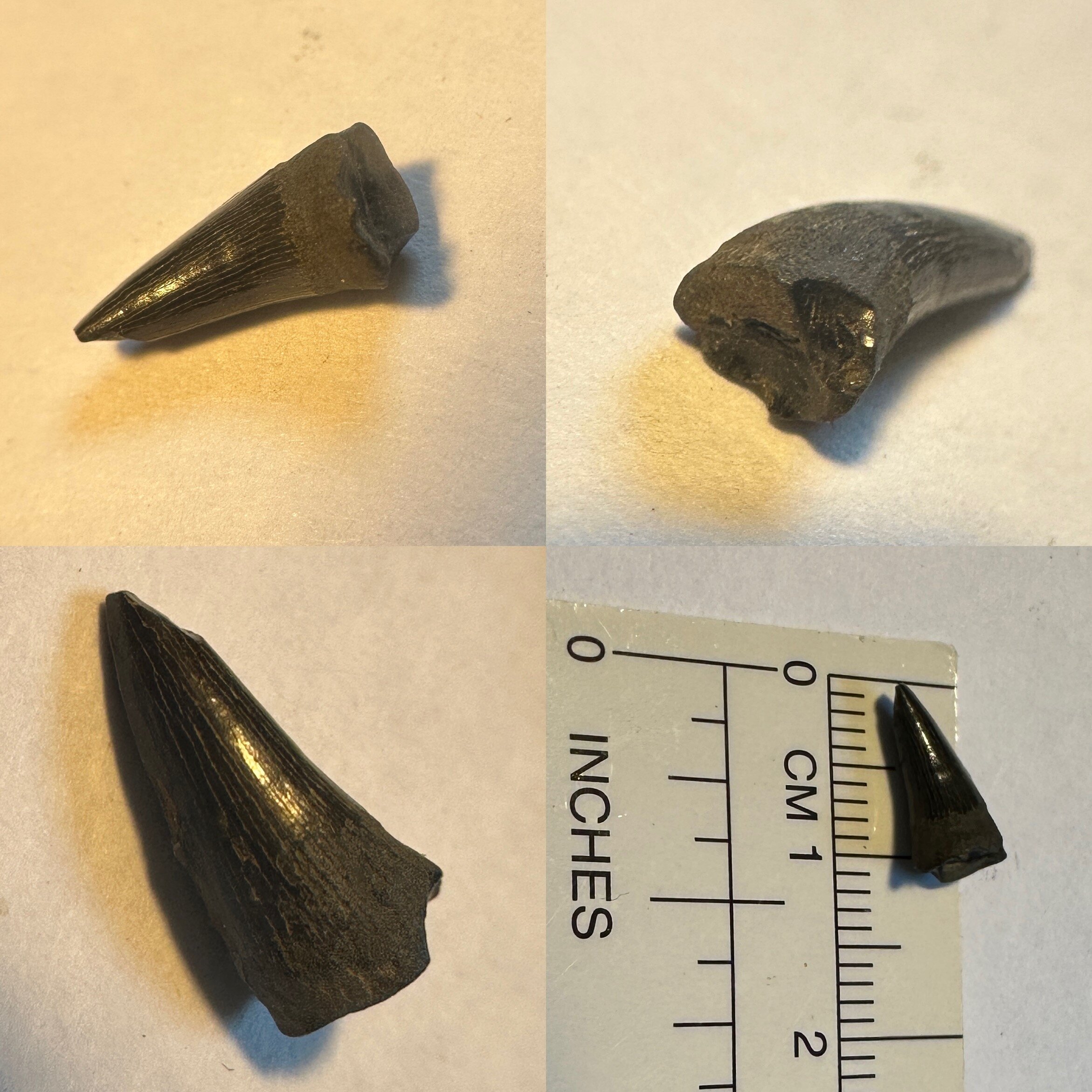 Possible reptile tooth (?) from Big Brook, Monmouth County, NJ - Fossil ...