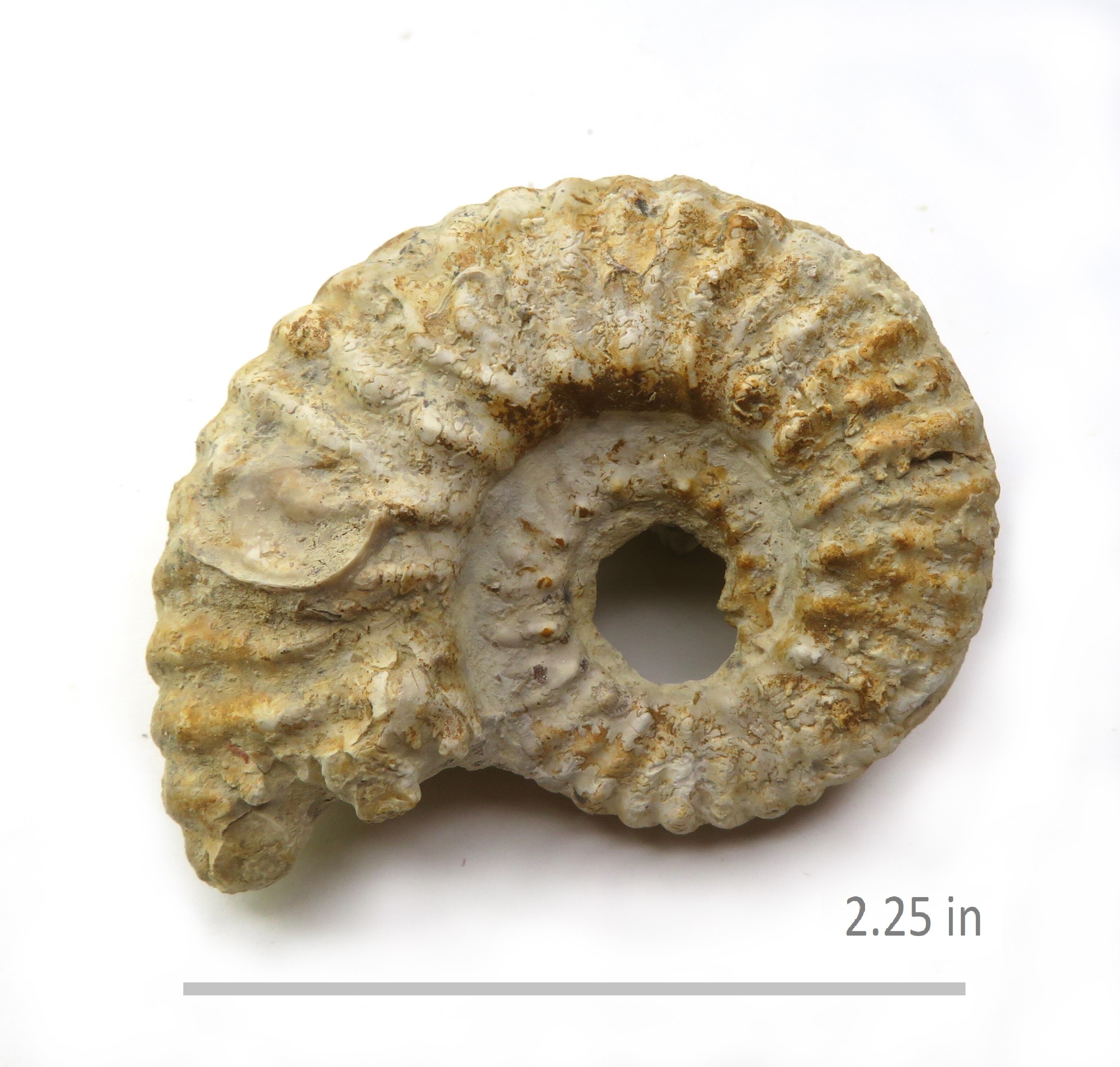 A BIG Echie (and Ammonite!) Day in Central Texas - Fossil Hunting Trips ...