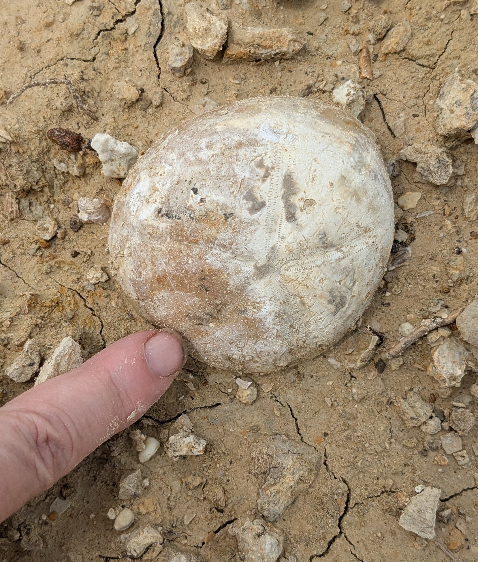 A BIG Echie (and Ammonite!) Day in Central Texas - Fossil Hunting Trips ...