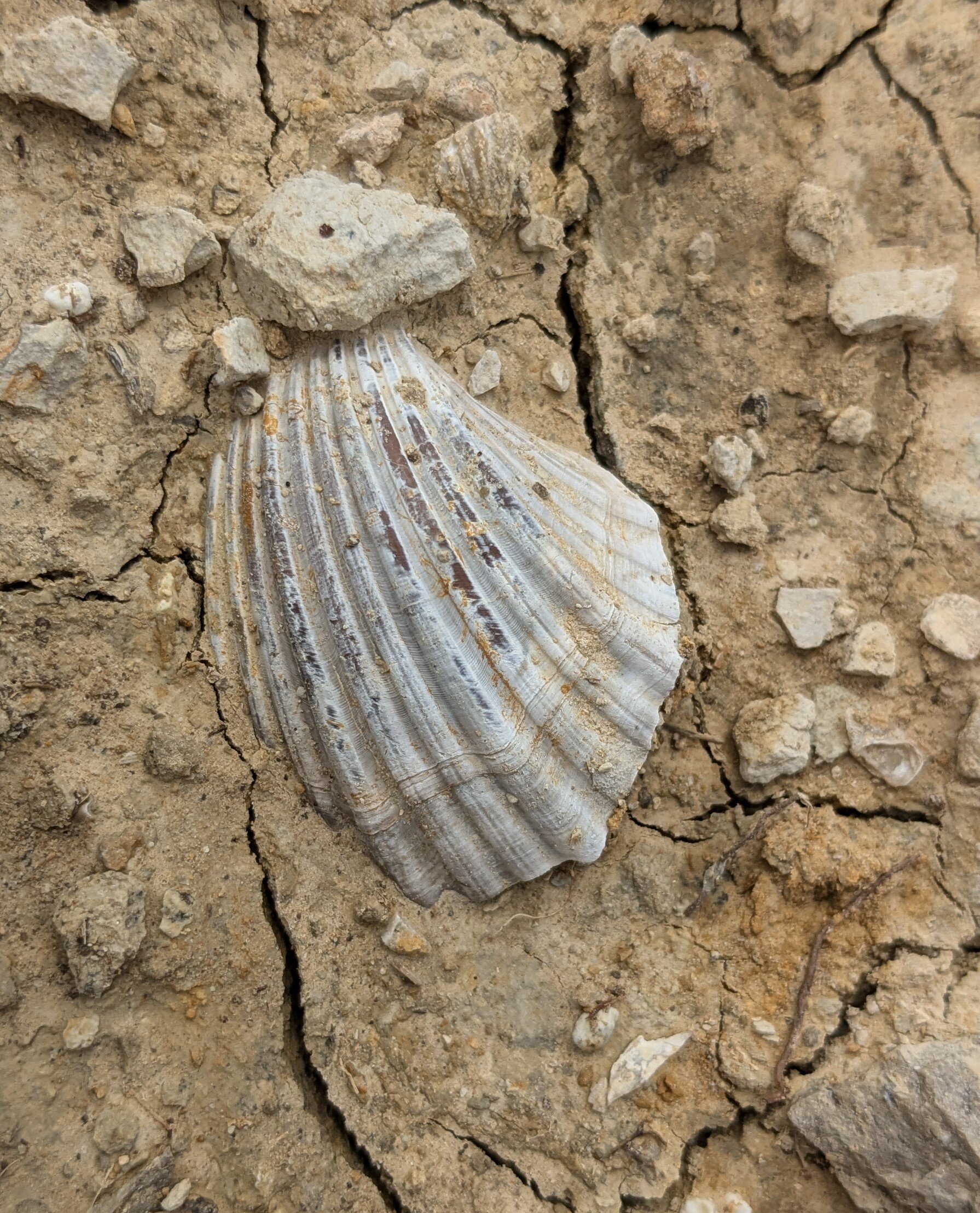 A BIG Echie (and Ammonite!) Day in Central Texas - Fossil Hunting Trips ...