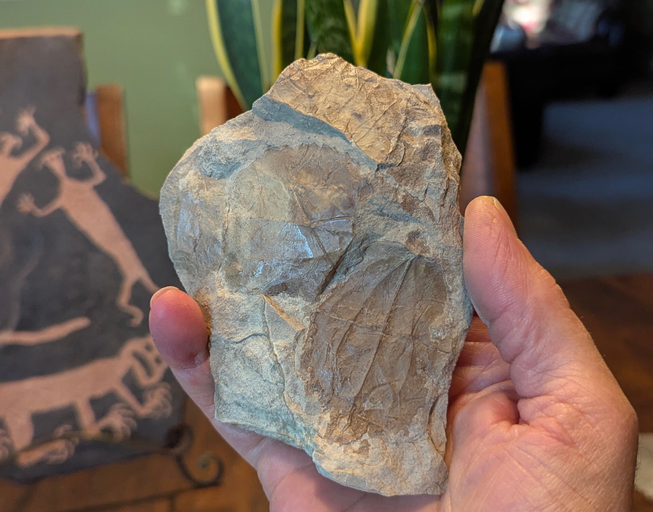 Blackhawk Formation Leaf Preparations - Fossil Preparation - The Fossil ...