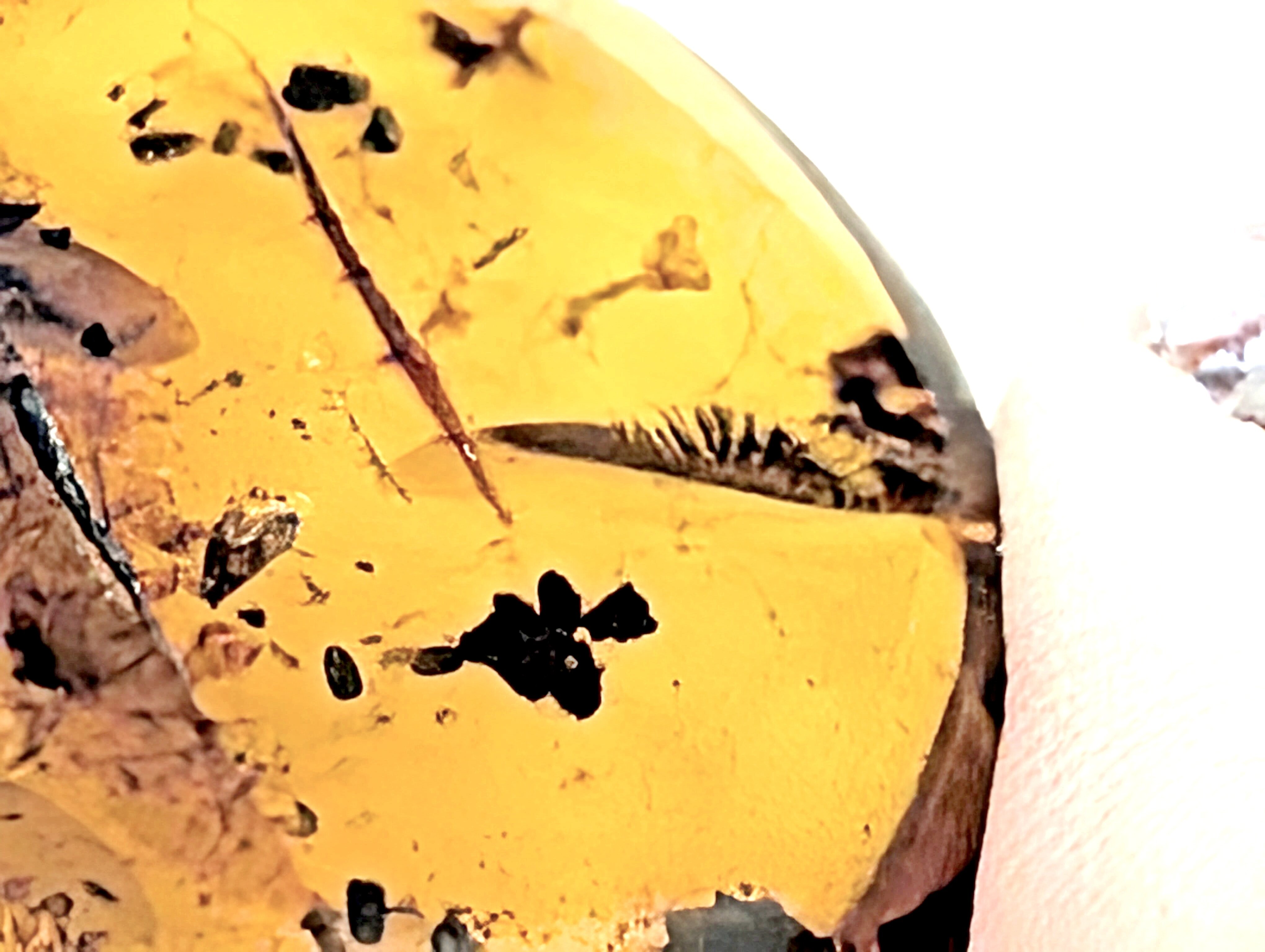 Fern, fracture, feather - Fossil ID - The Fossil Forum
