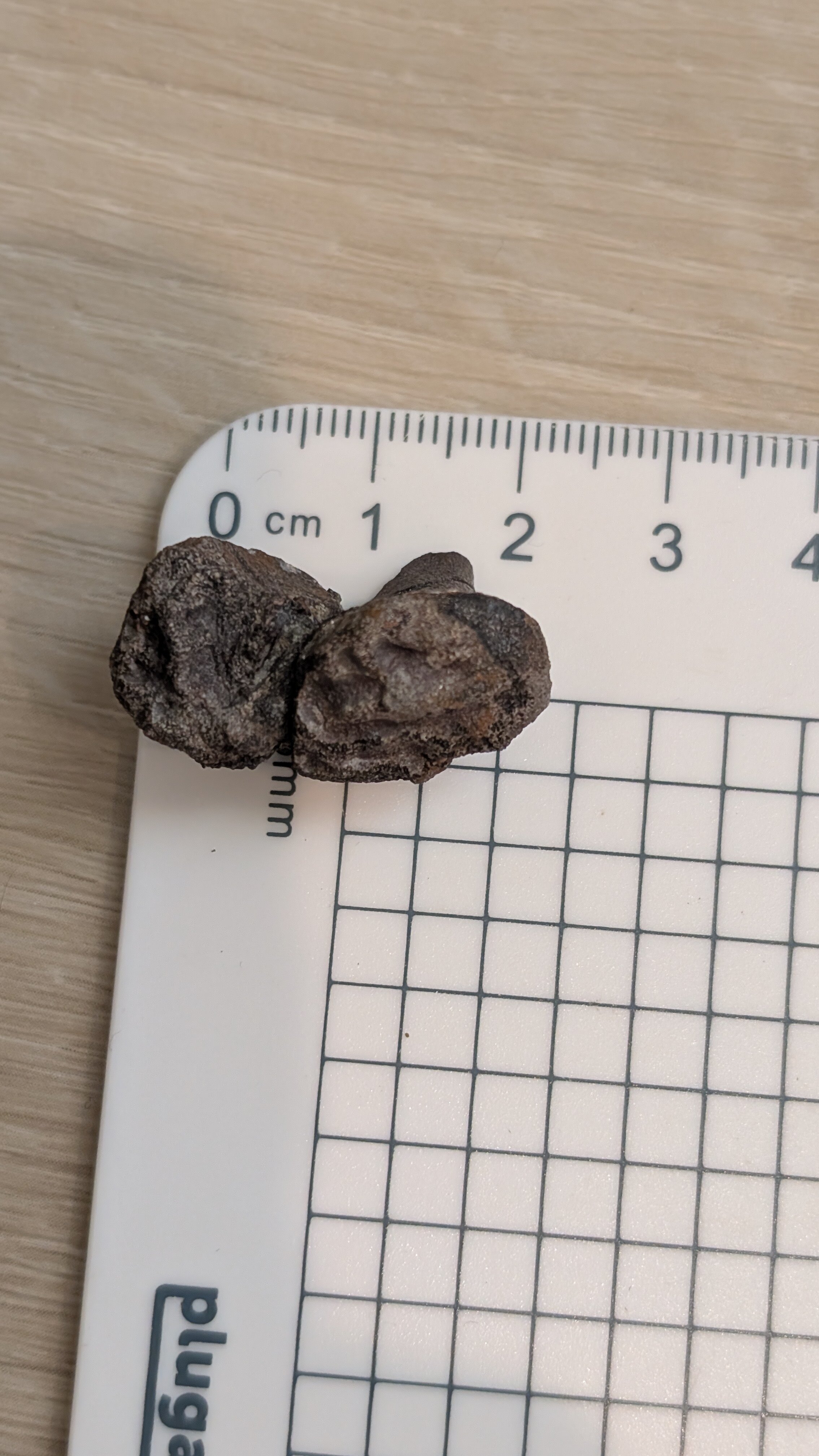 Strange Bone from the Two Medicine Formation - Fossil ID - The Fossil Forum