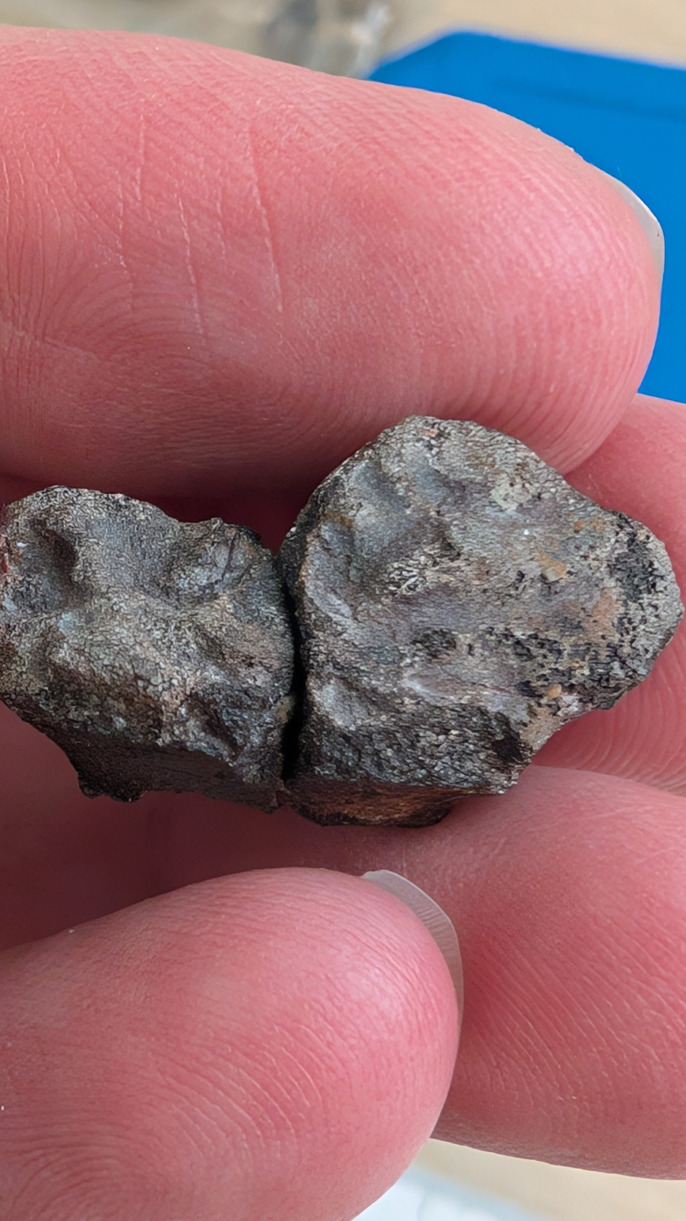Strange Bone from the Two Medicine Formation - Fossil ID - The Fossil Forum