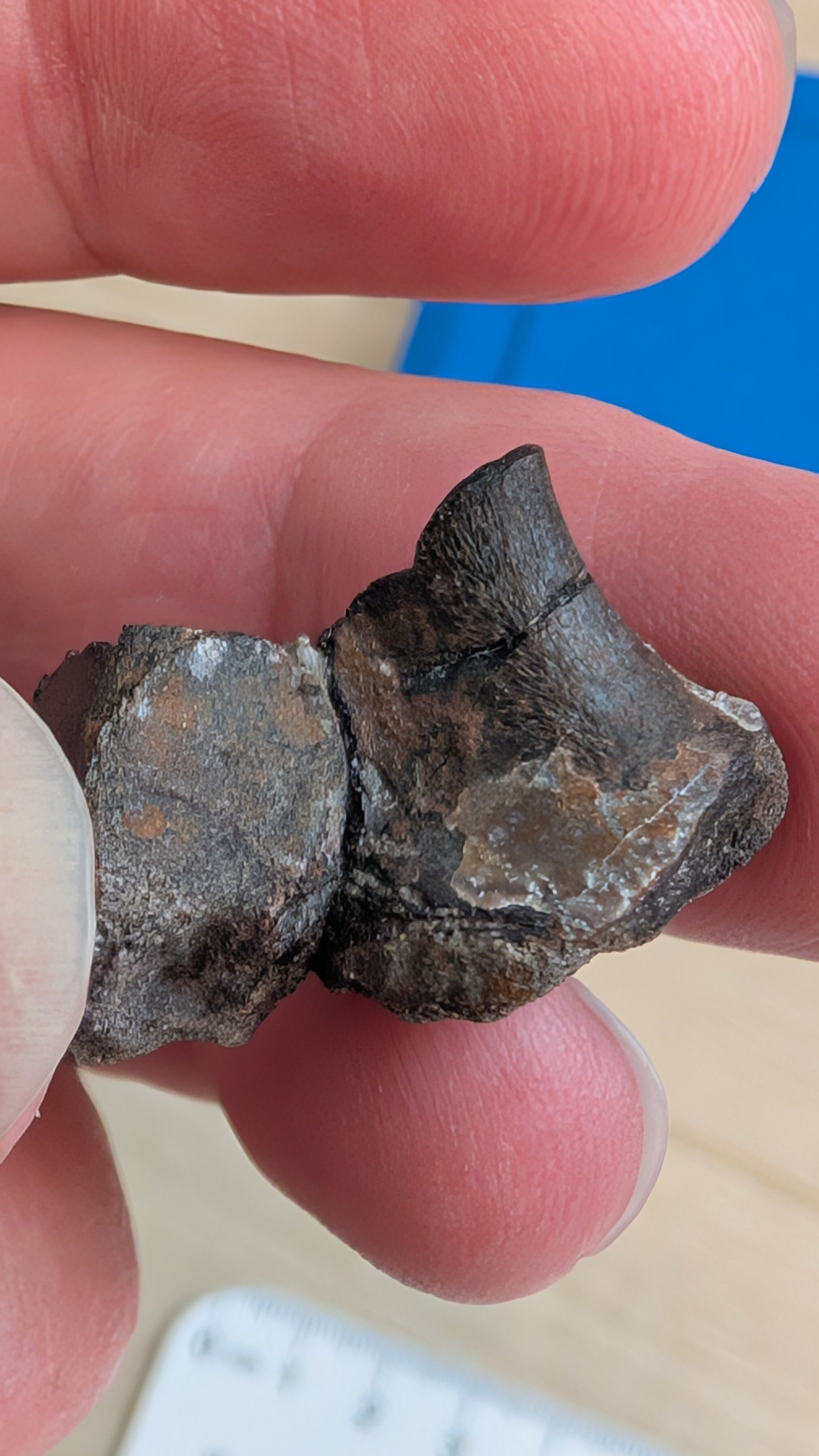 Strange Bone from the Two Medicine Formation - Fossil ID - The Fossil Forum
