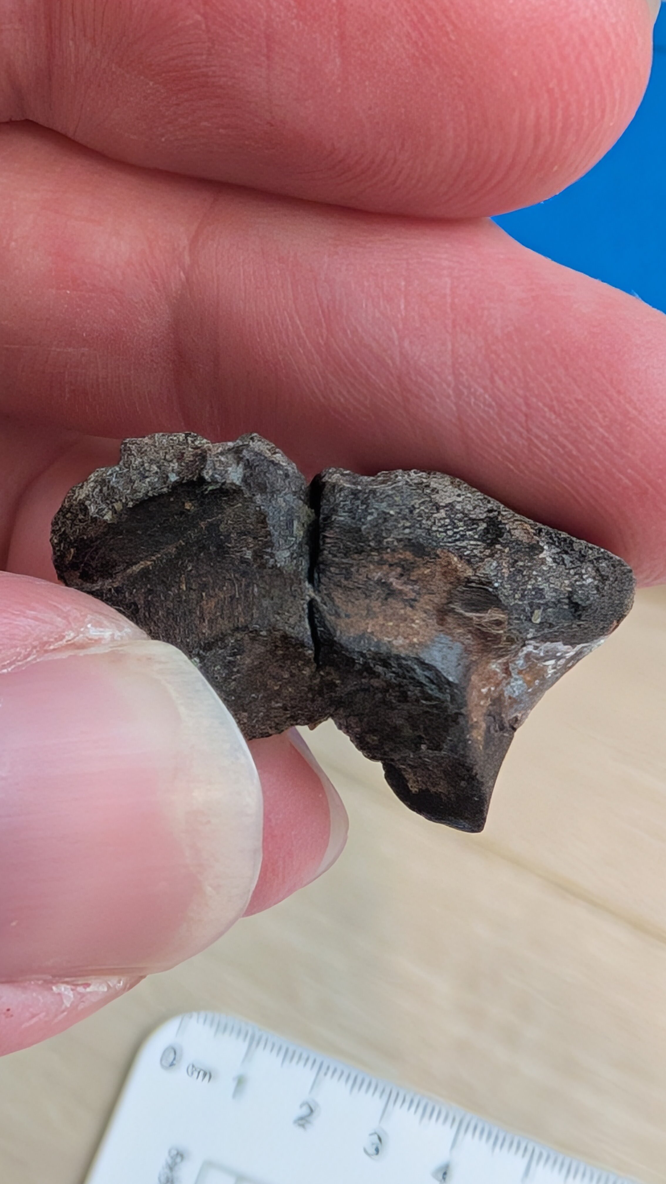 Strange Bone from the Two Medicine Formation - Fossil ID - The Fossil Forum