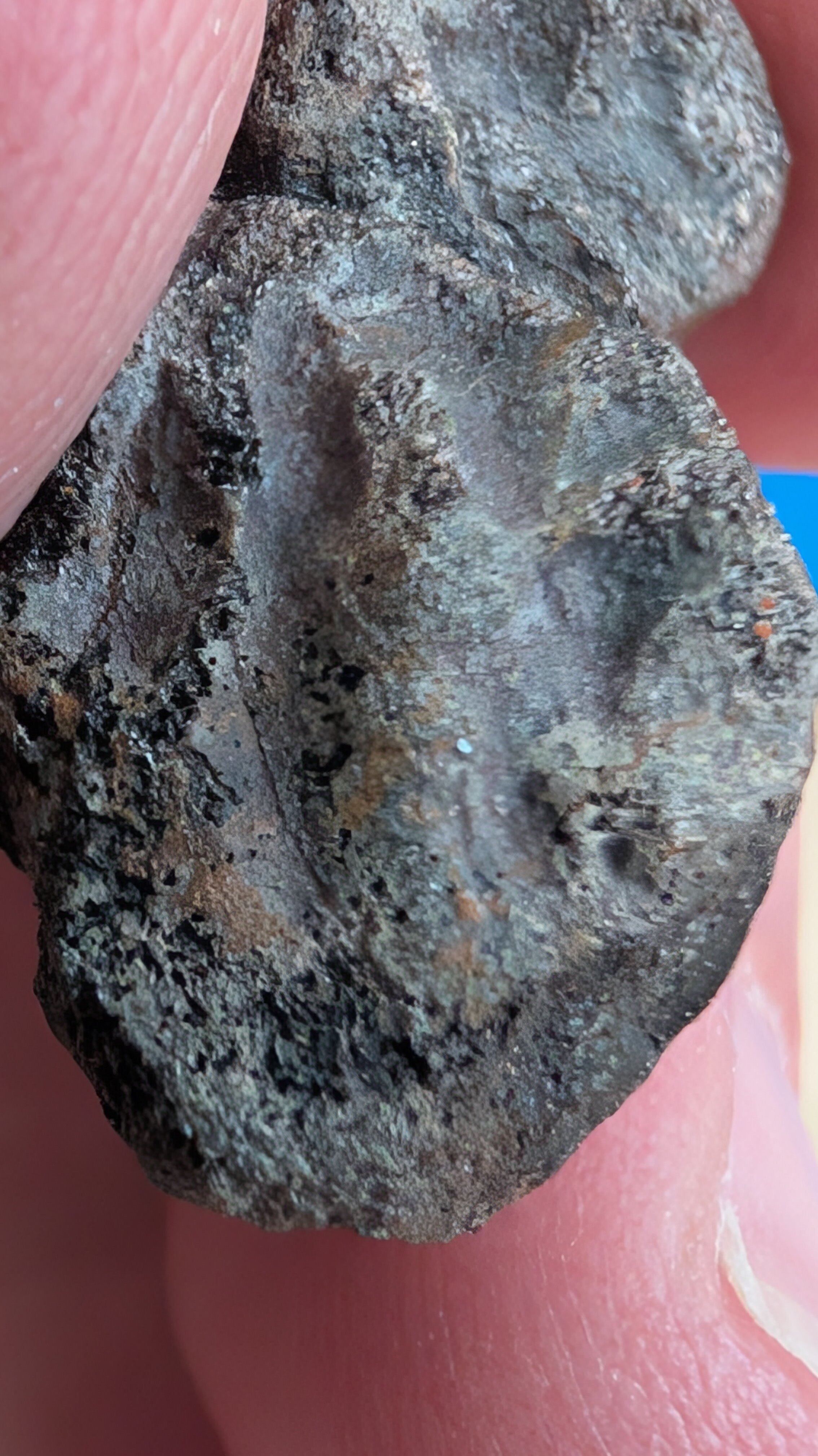 Strange Bone from the Two Medicine Formation - Fossil ID - The Fossil Forum