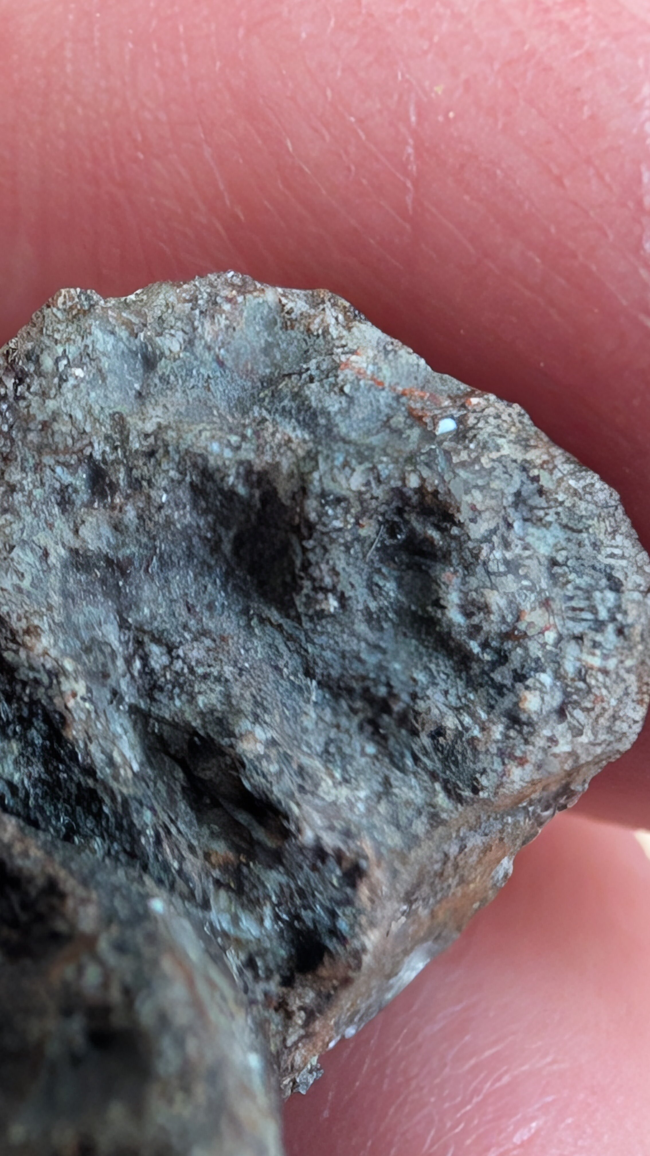 Strange Bone from the Two Medicine Formation - Fossil ID - The Fossil Forum