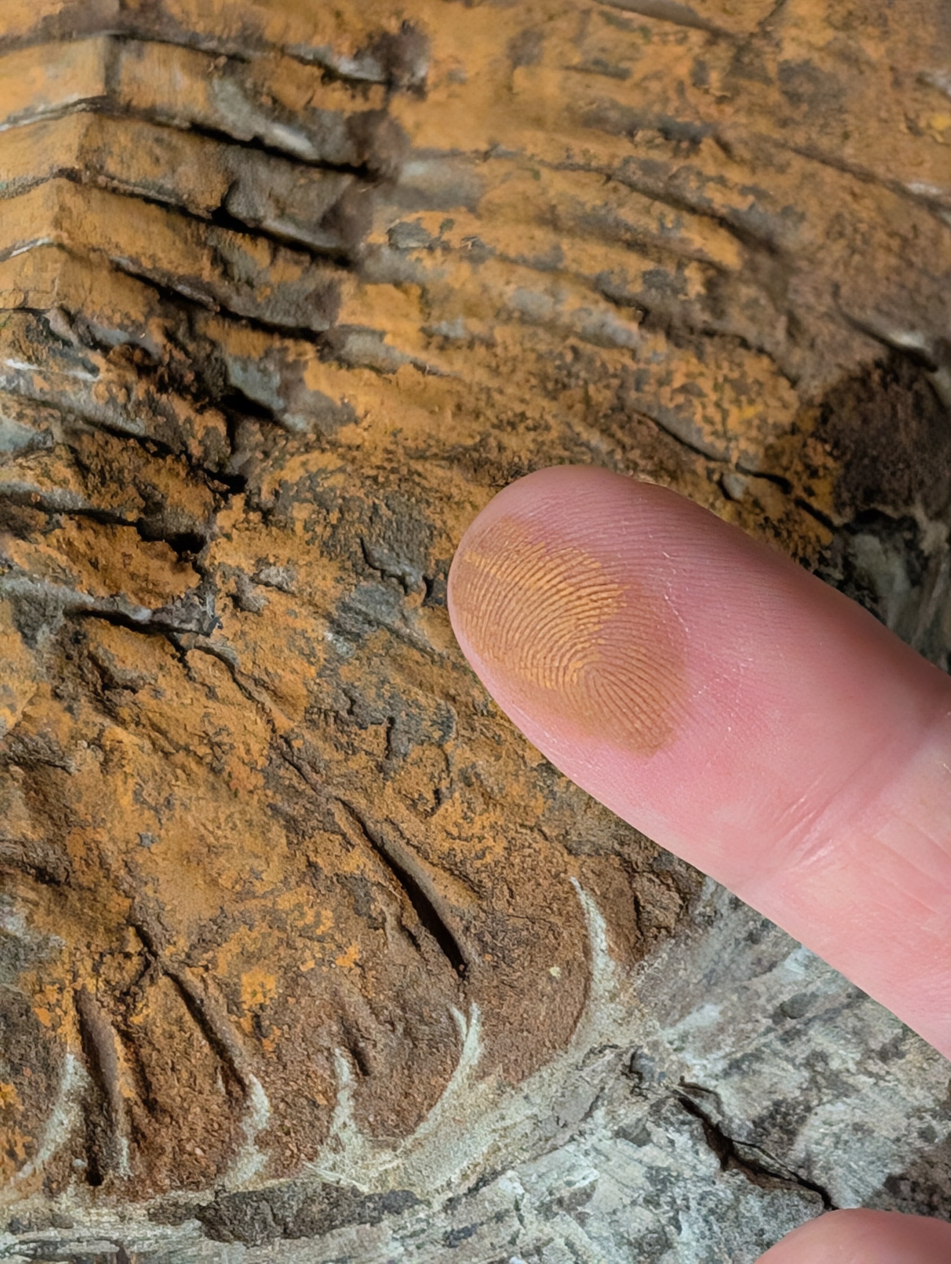 Orange dust on trilobite (assuming it's rust) - How to stop it ...