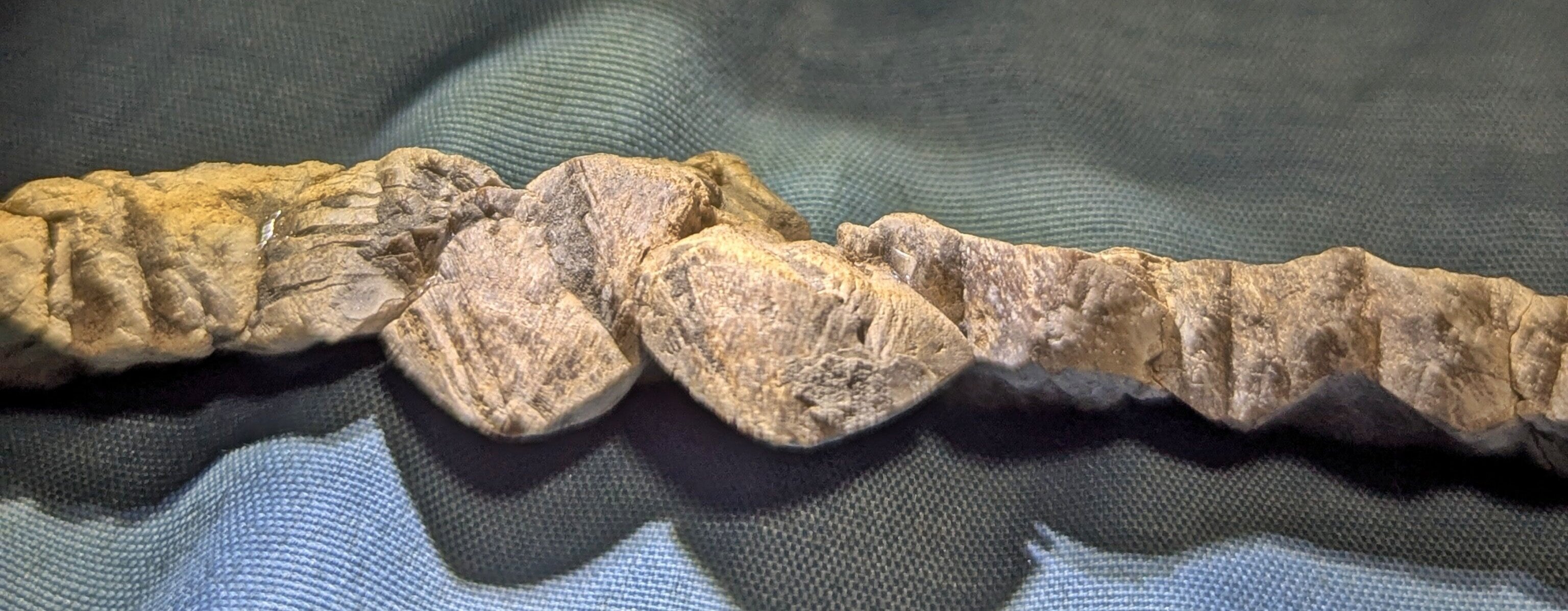 Possible fin fossil from Murdock Beach, WA. - Fossil ID - The Fossil Forum