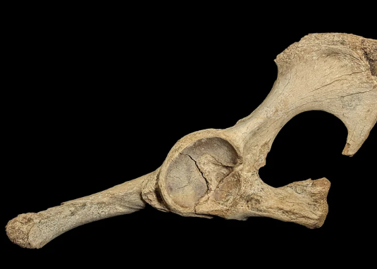Paleoloxodon Antiquus hip joint - Member Collections - The Fossil Forum