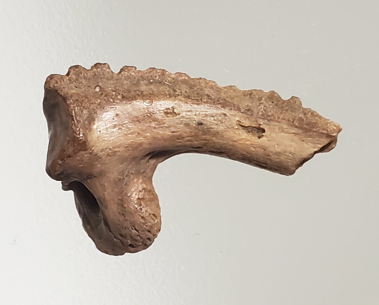 Fish jaw ID - Fossil ID - The Fossil Forum