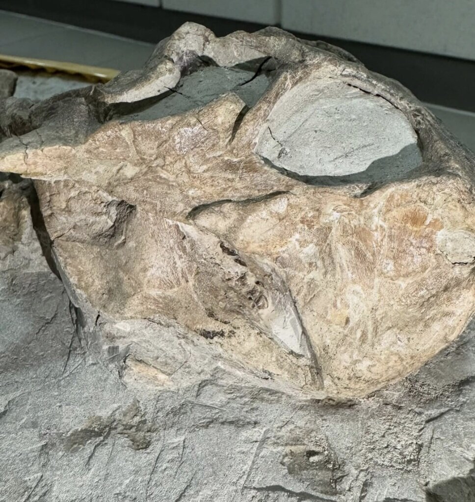 Did i buy a fake psittacosaurus? - Is It Real? How to Recognize Fossil ...