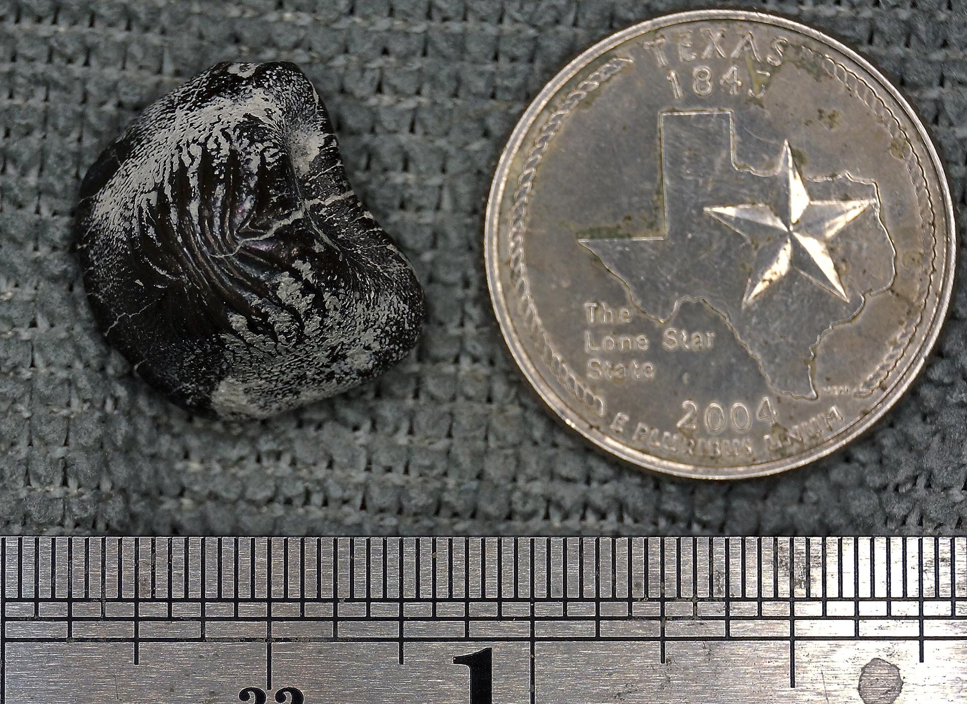 2025 June Martin Marietta Quarry Shark teeth, tiny ammie, and fish ...