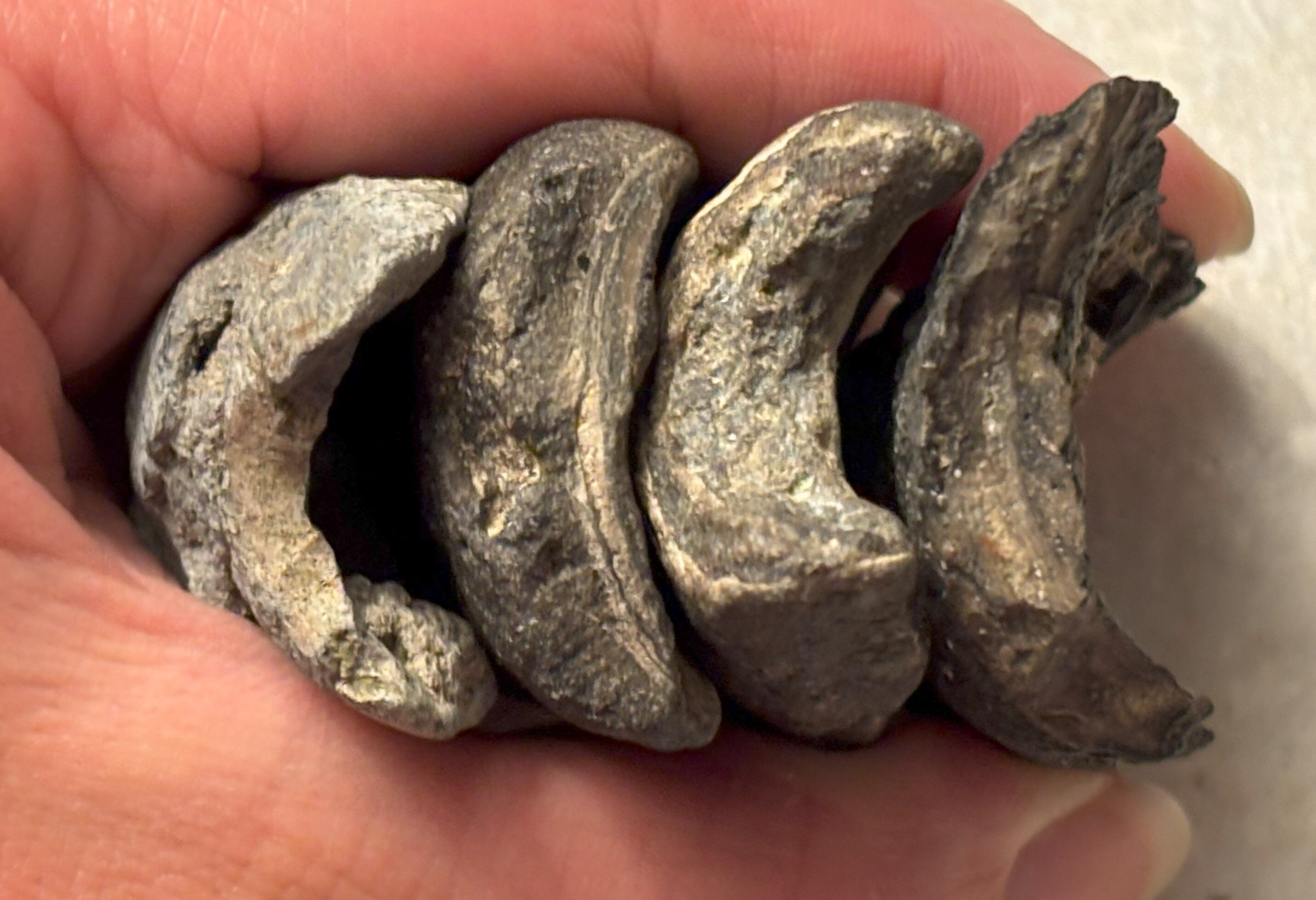 segmented ichnofossil burrows - Fossil ID - The Fossil Forum